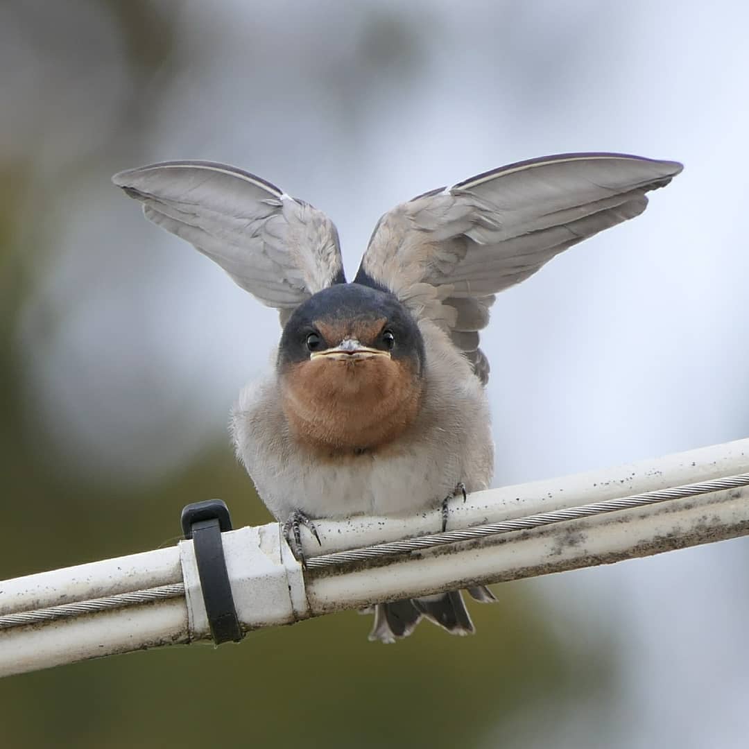 Dis is my turf! | Scrolller