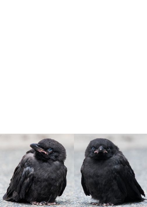 Disappointed/Confused Crow | Scrolller