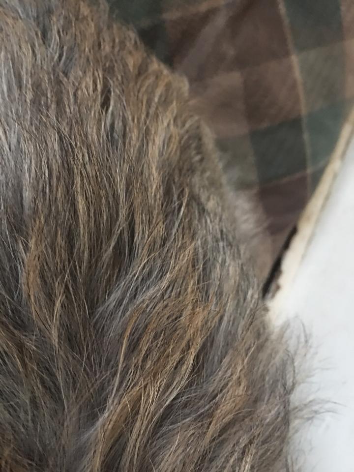 Discoloration of Fur | Scrolller