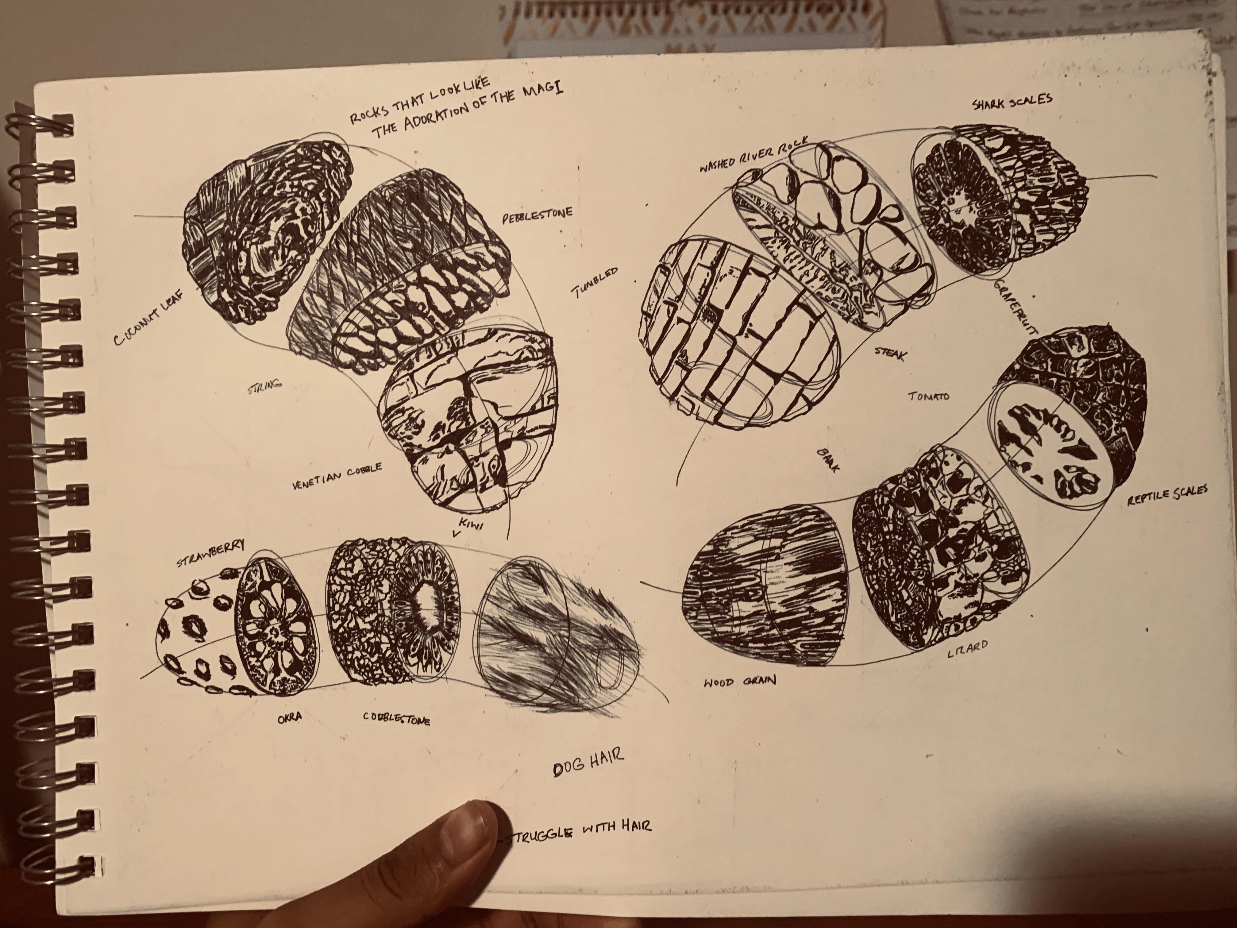 Dissections Exercise | Scrolller