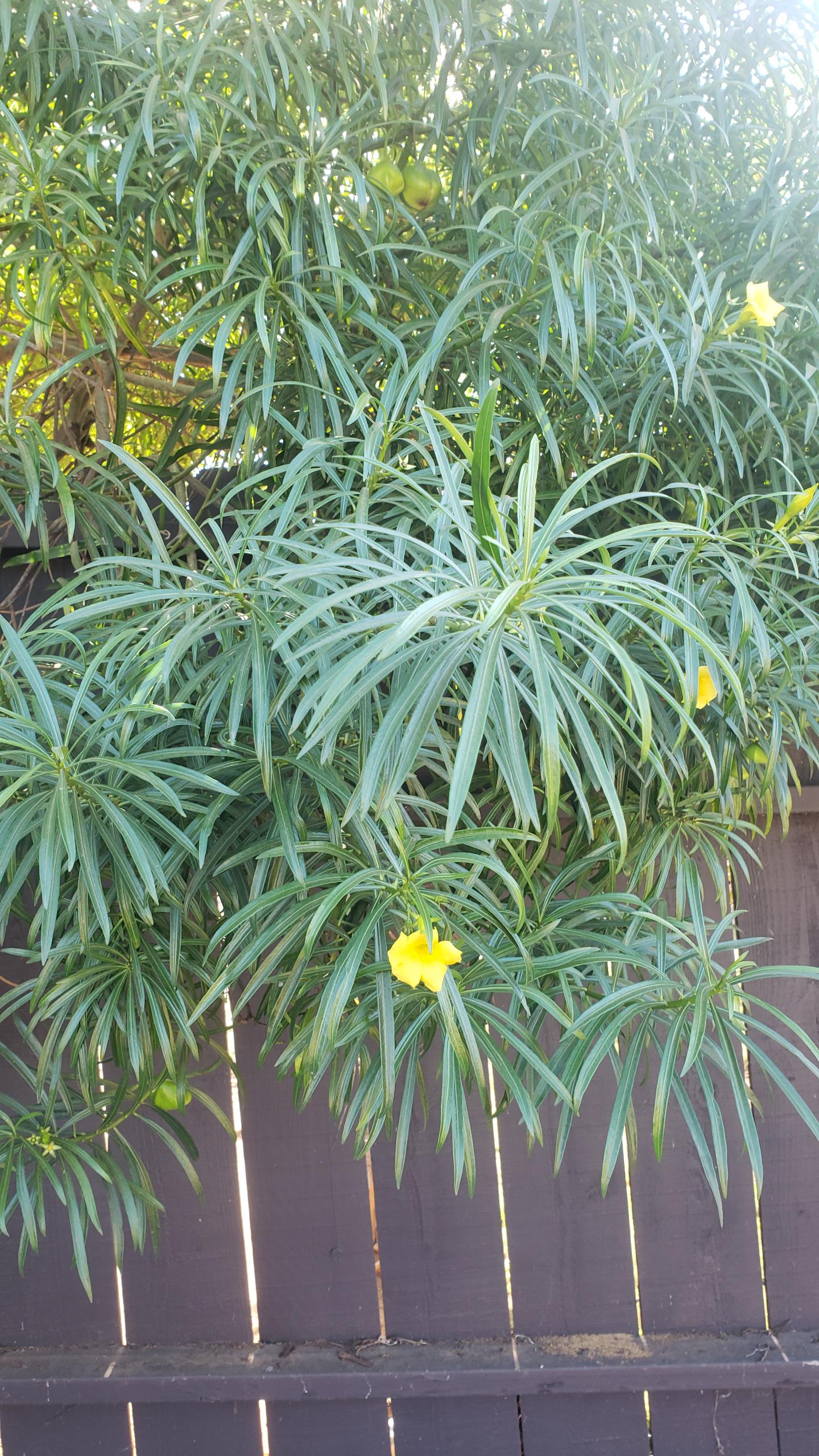 Do you know what this tree is? My kids call it a tulip tree and it has ...