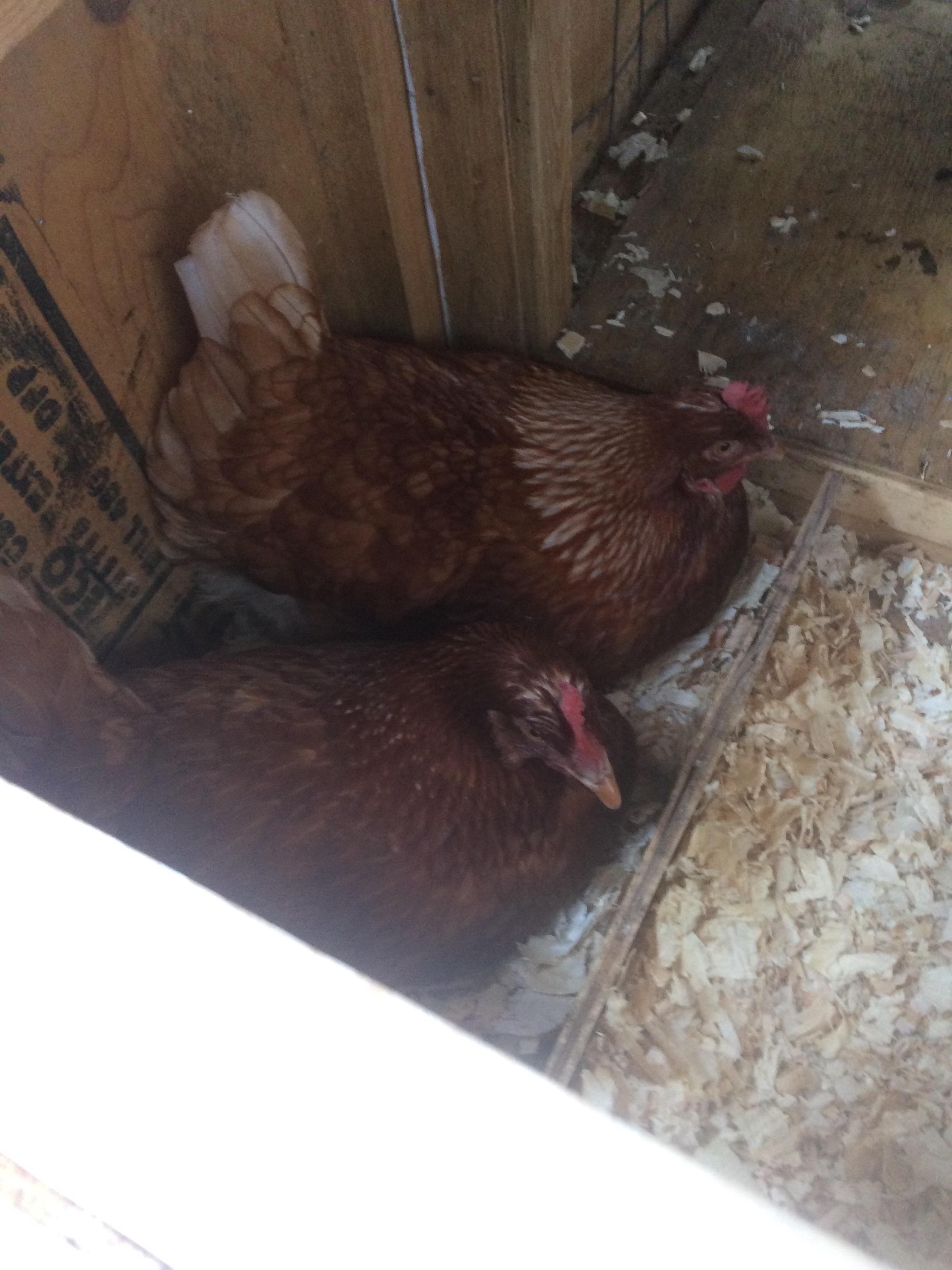 Does anybody else’s chickens lay in the same bin at the same time? | Scrolller