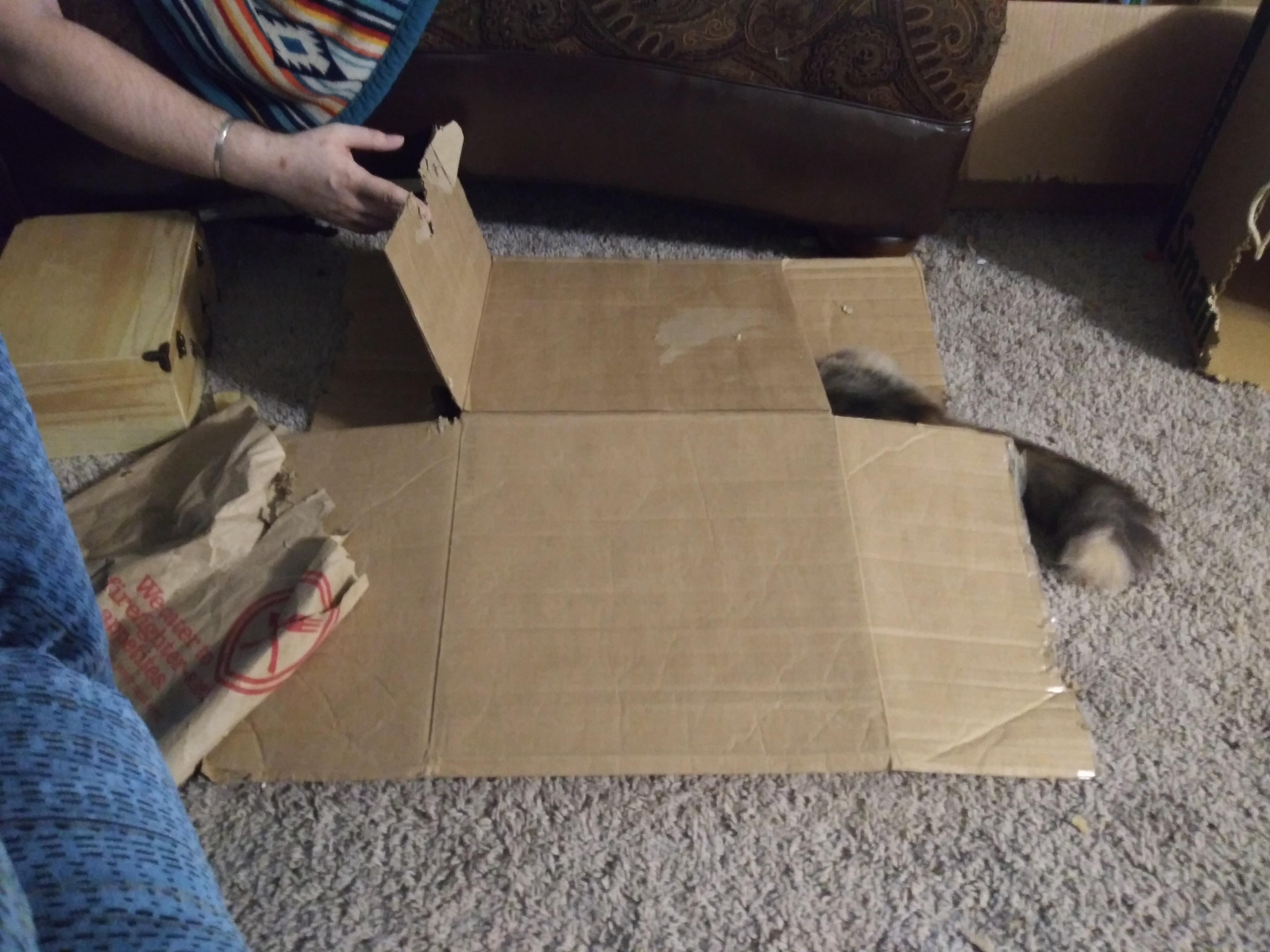 Does it count if she's in a collapsed box? | Scrolller