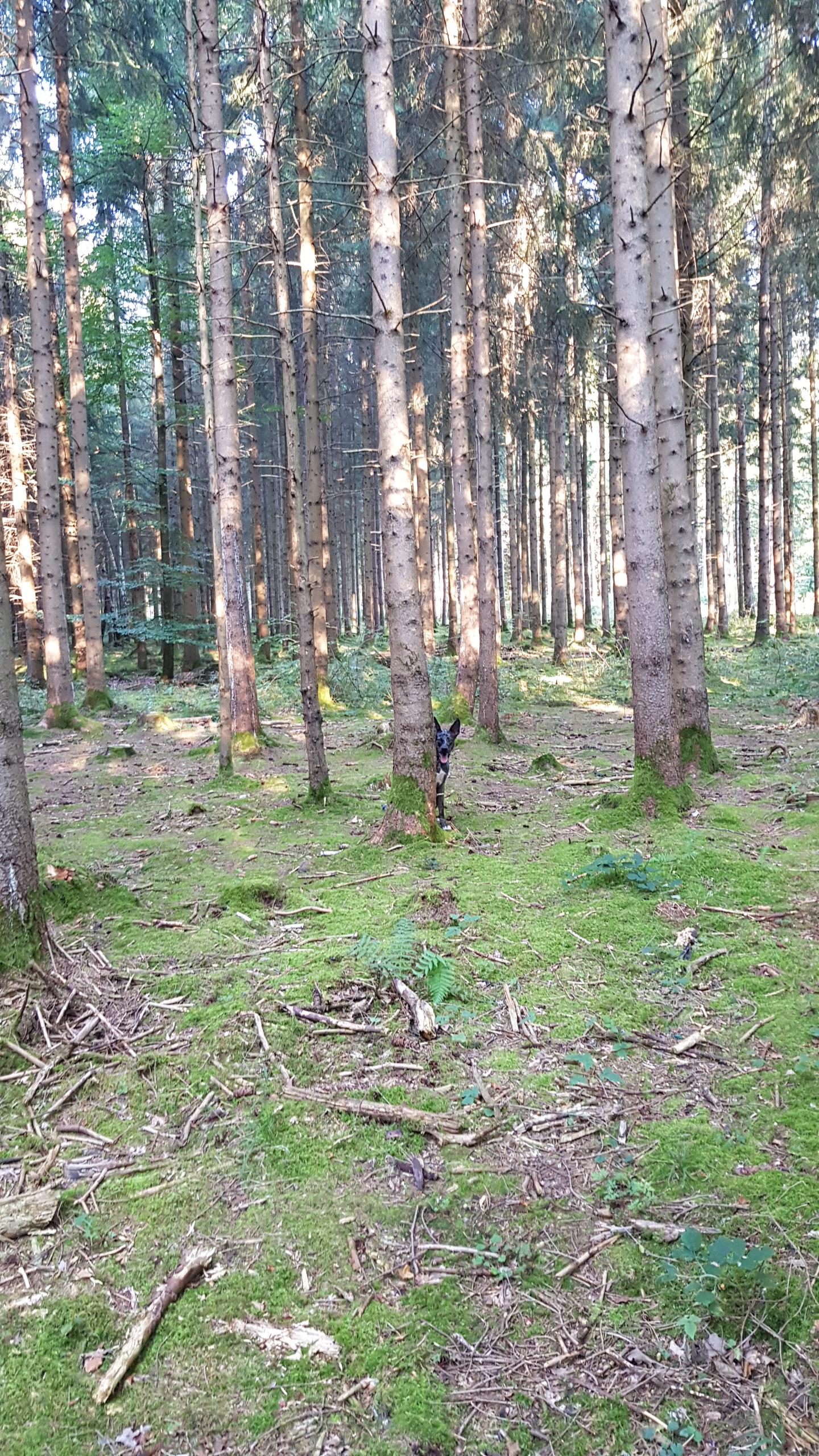 Does this count? | Scrolller