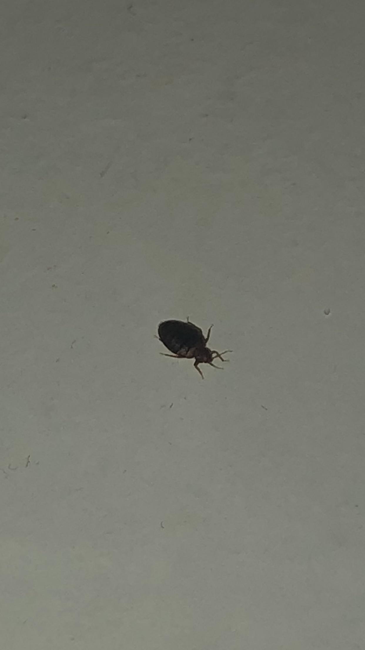 Does this look like a bedbug? | Scrolller