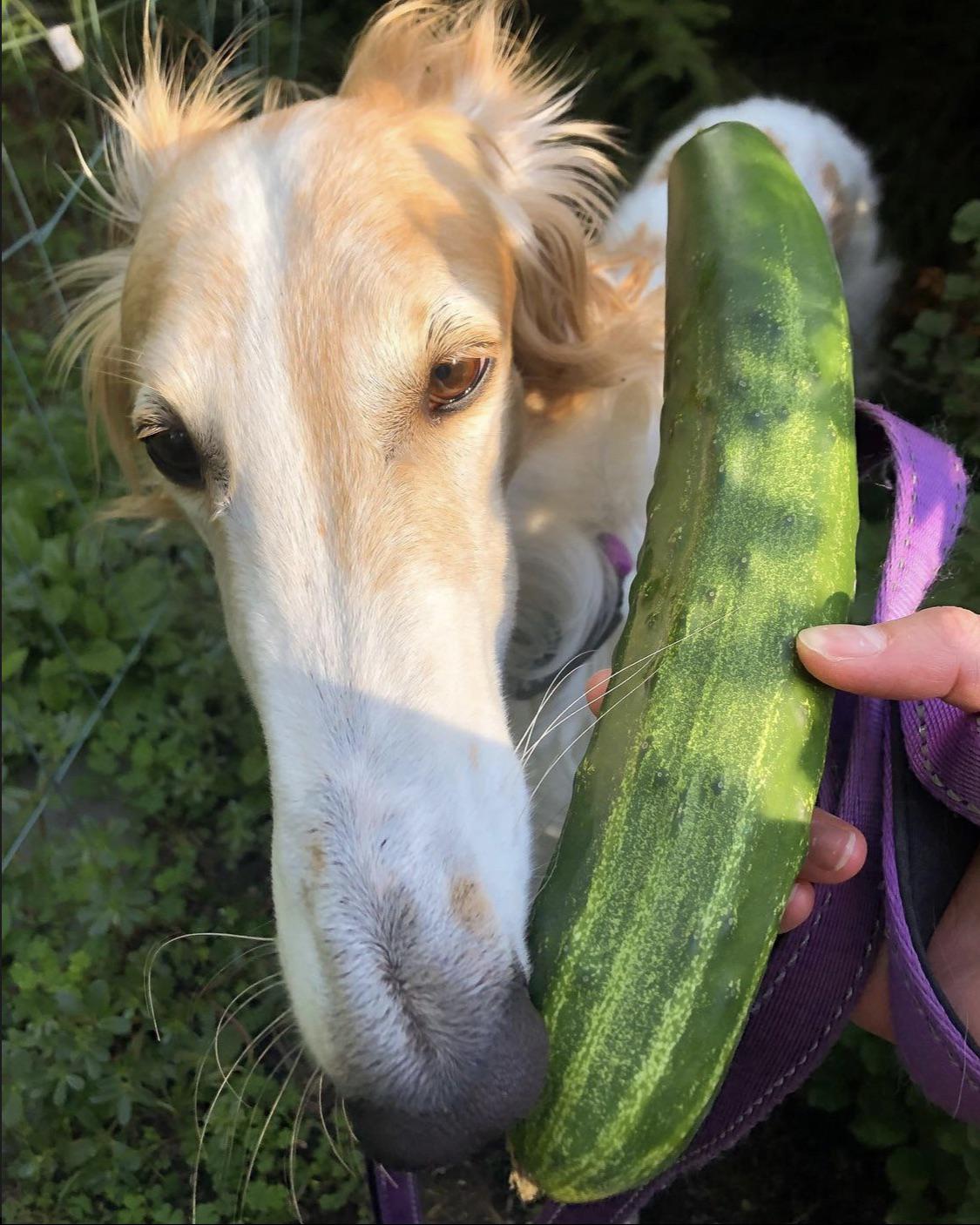 Does this satisfy your rule? | Scrolller