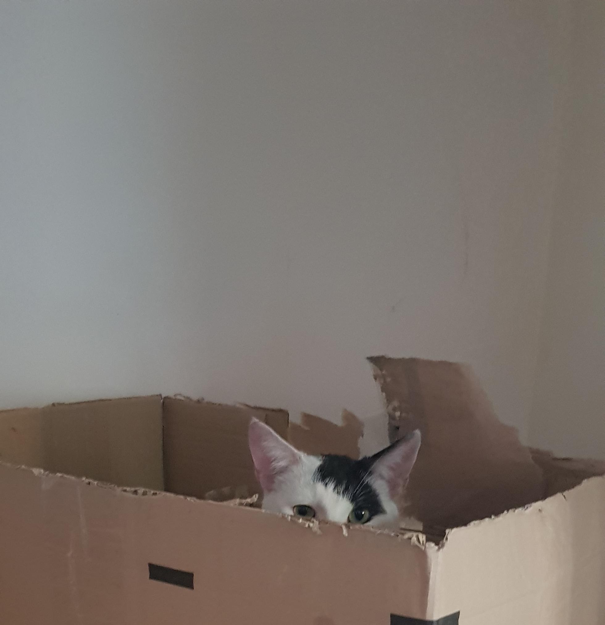 Doesn't have the 'stache but has a very Kitler side-parting. | Scrolller