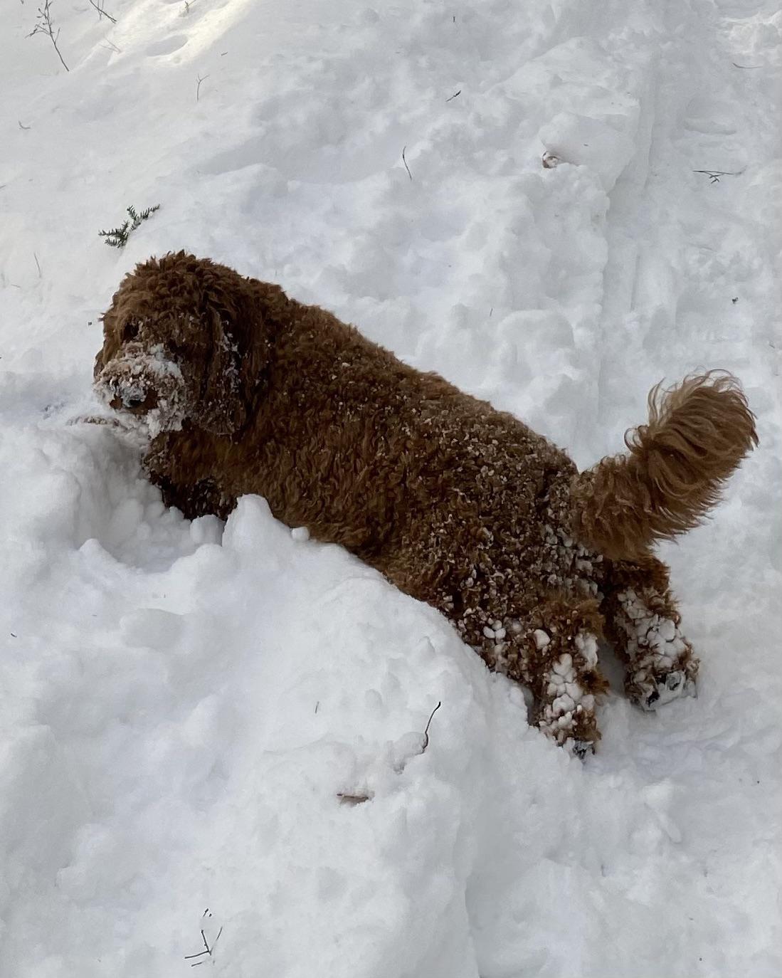 Dog acting derpy in snow last week | Scrolller