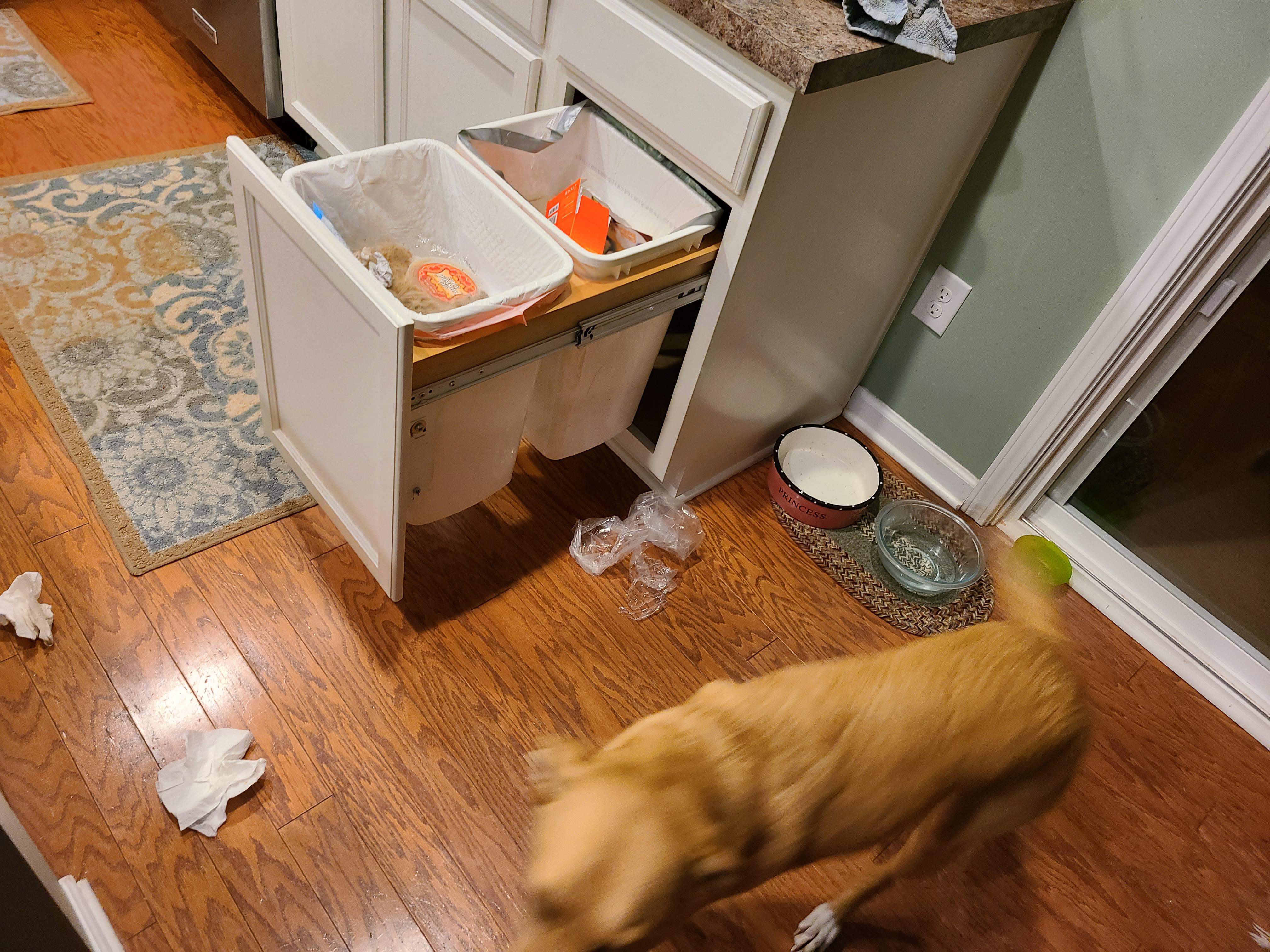 Dog ate the fuckign garbage | Scrolller