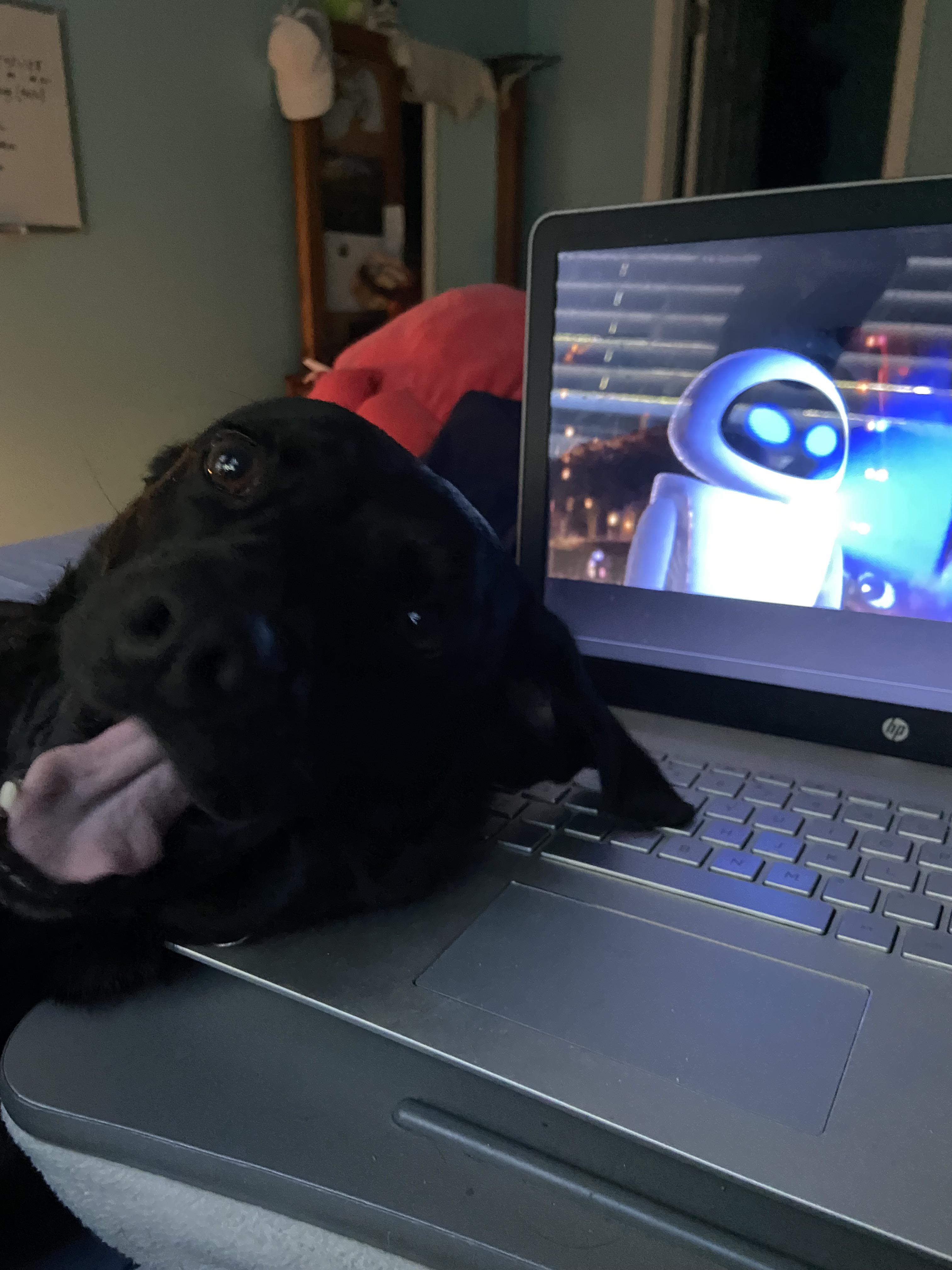 Dog pog (bought wall-e dont worry) | Scrolller