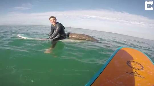 Dog waits patiently on surfboard xposted from /r/aww | Scrolller