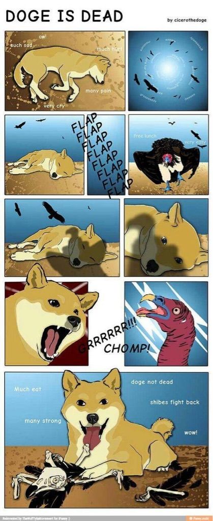 Doge is dead | Scrolller
