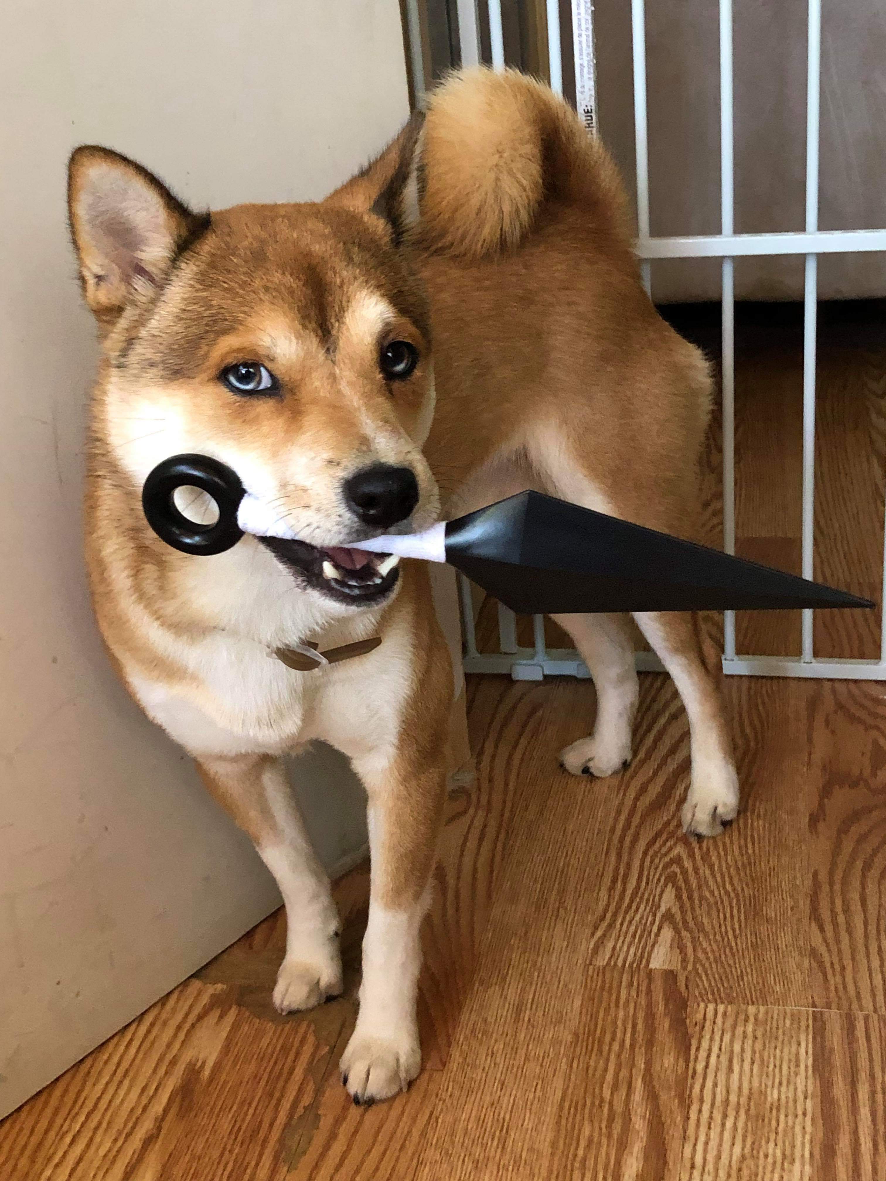 Doge Jutsu | Scrolller