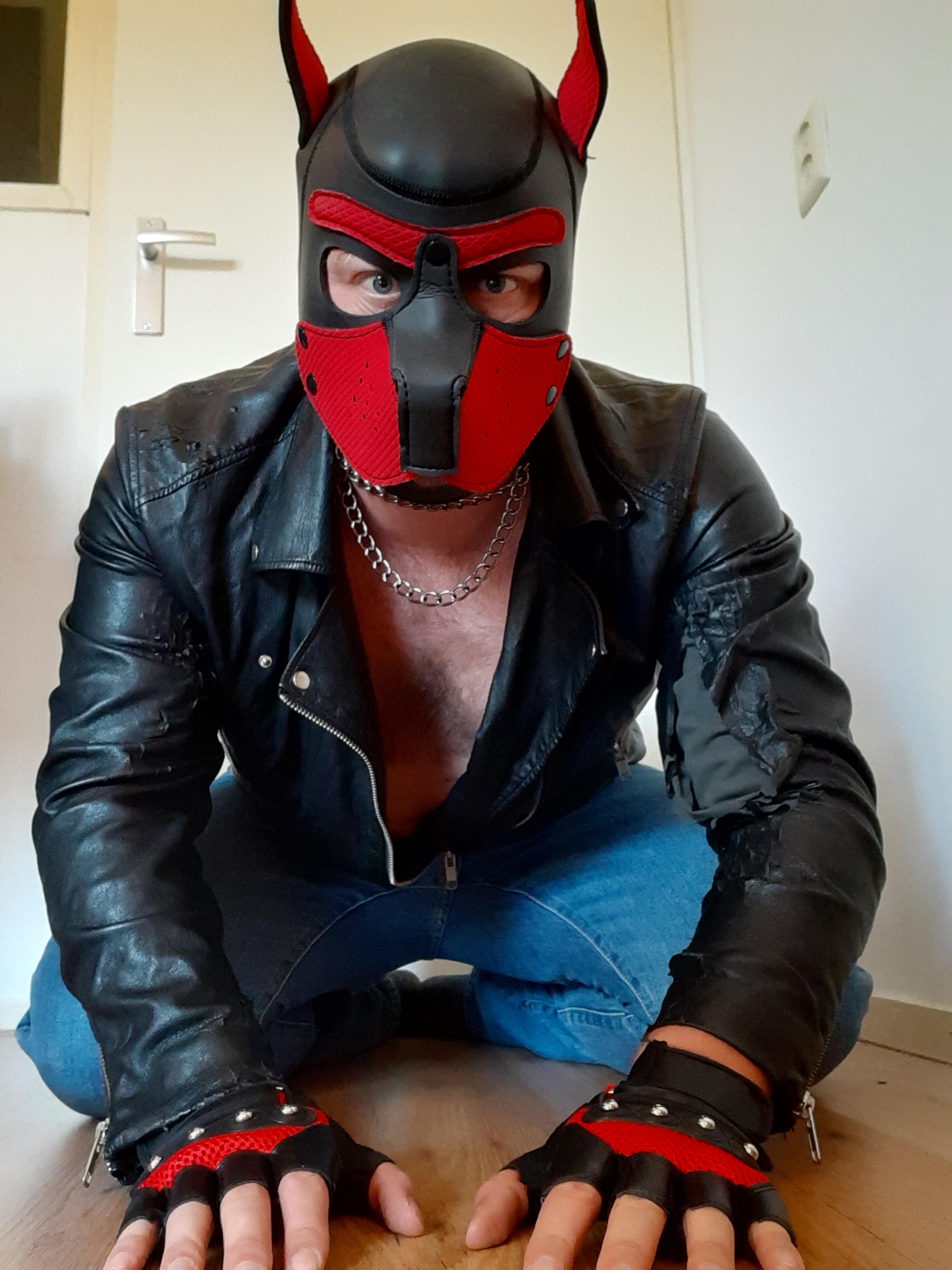 Dogfight | Scrolller