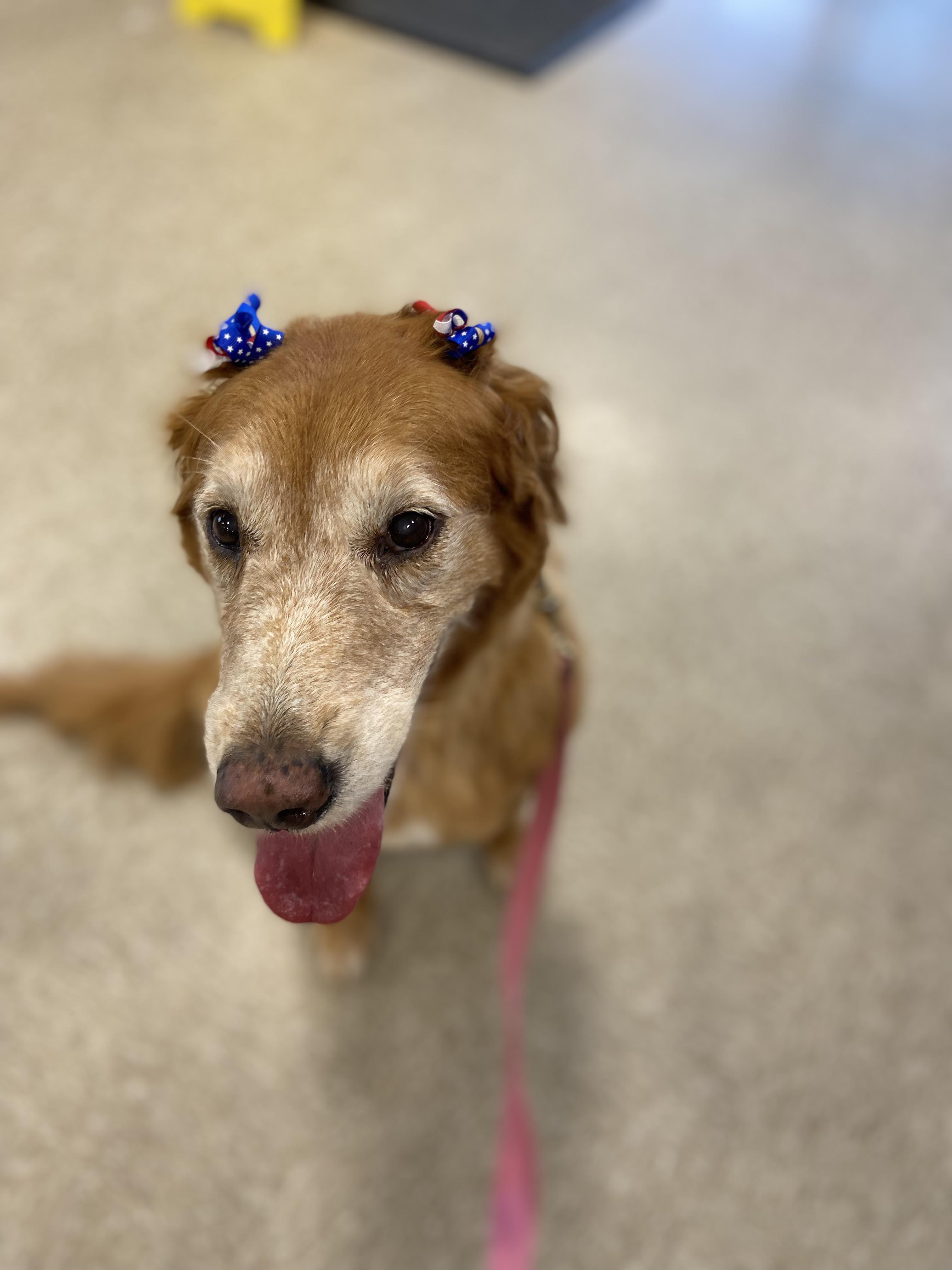 Doggo rule | Scrolller