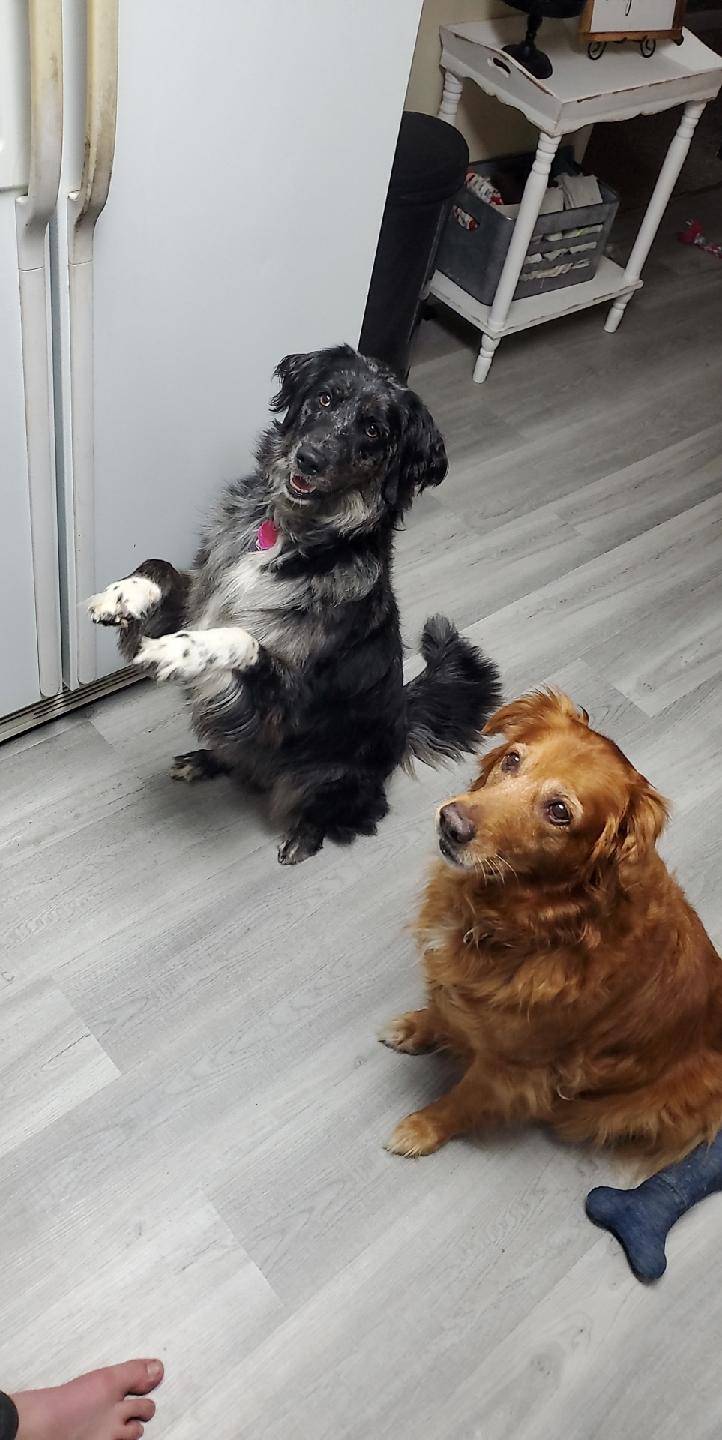 Dogs with added foot | Scrolller