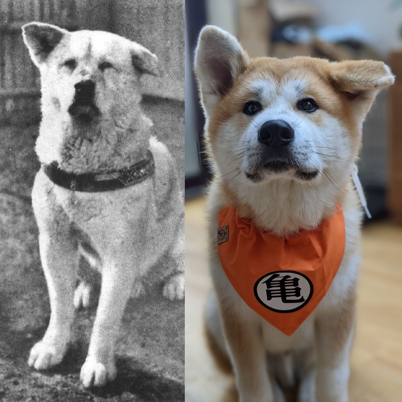 Doing his best Hachiko impression | Scrolller