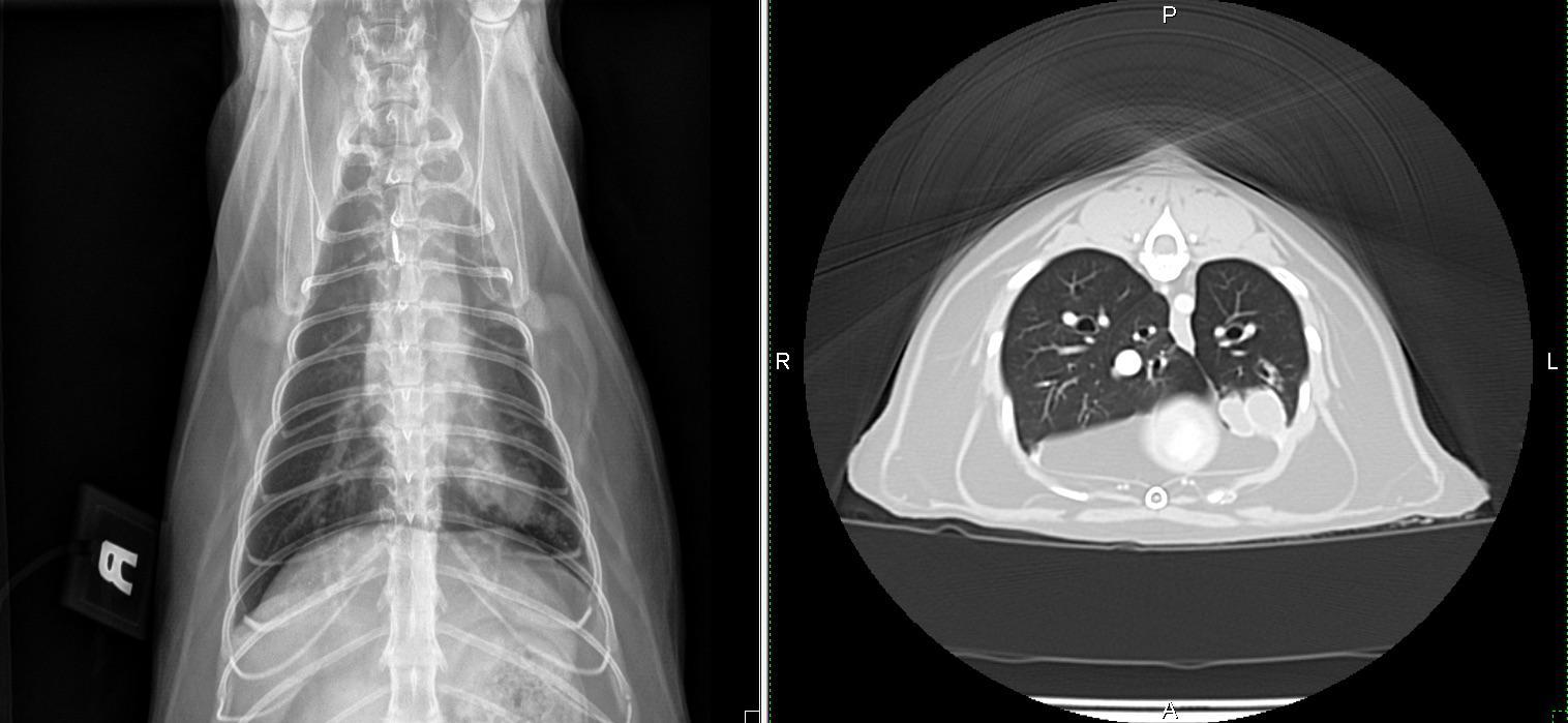 Domestic shorthair with lung tumor | Scrolller