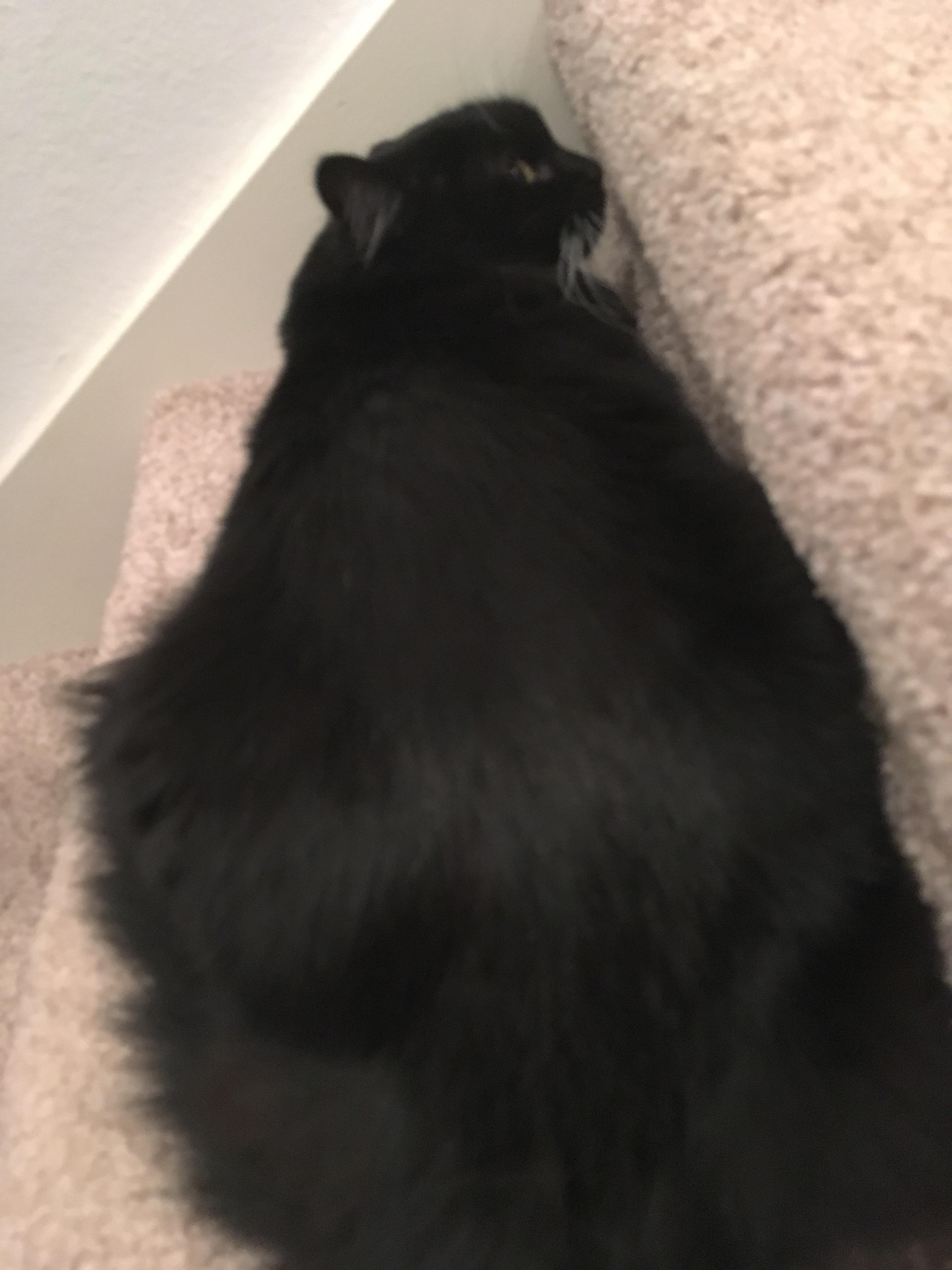 Don’t show boy cats this thiccness | Scrolller