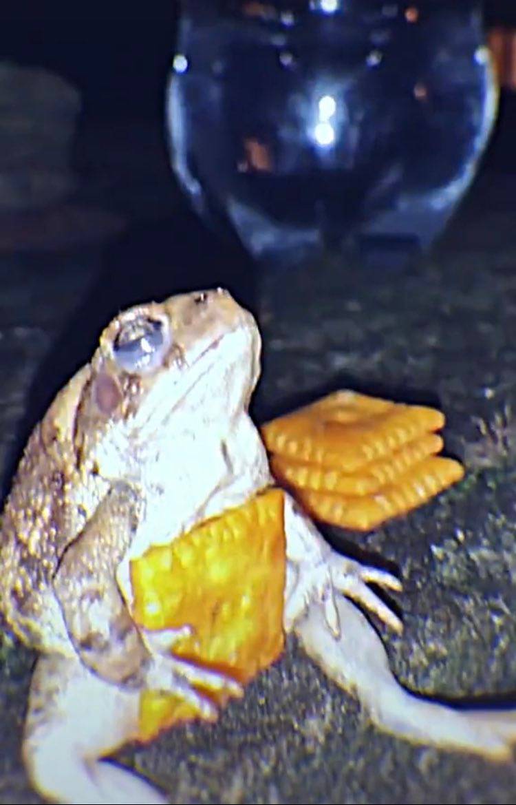 Donda hasn't dropped, yet. Anyways, here's a picture of Cheez-it frog. | Scrolller