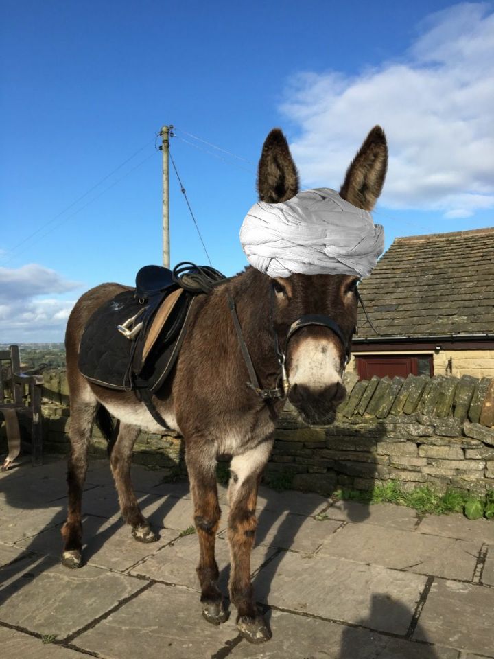 Donkey turban | Scrolller