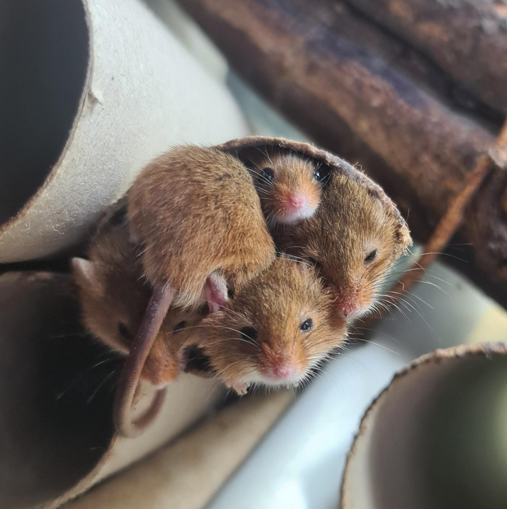 "Don't mind me, just squeezing in" | Scrolller