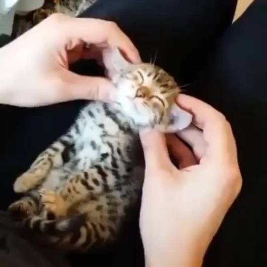 Don't stop, hooman! | Scrolller