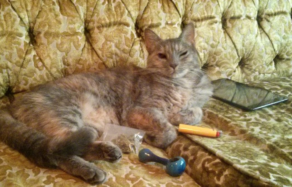 Don't touch my stash. | Scrolller