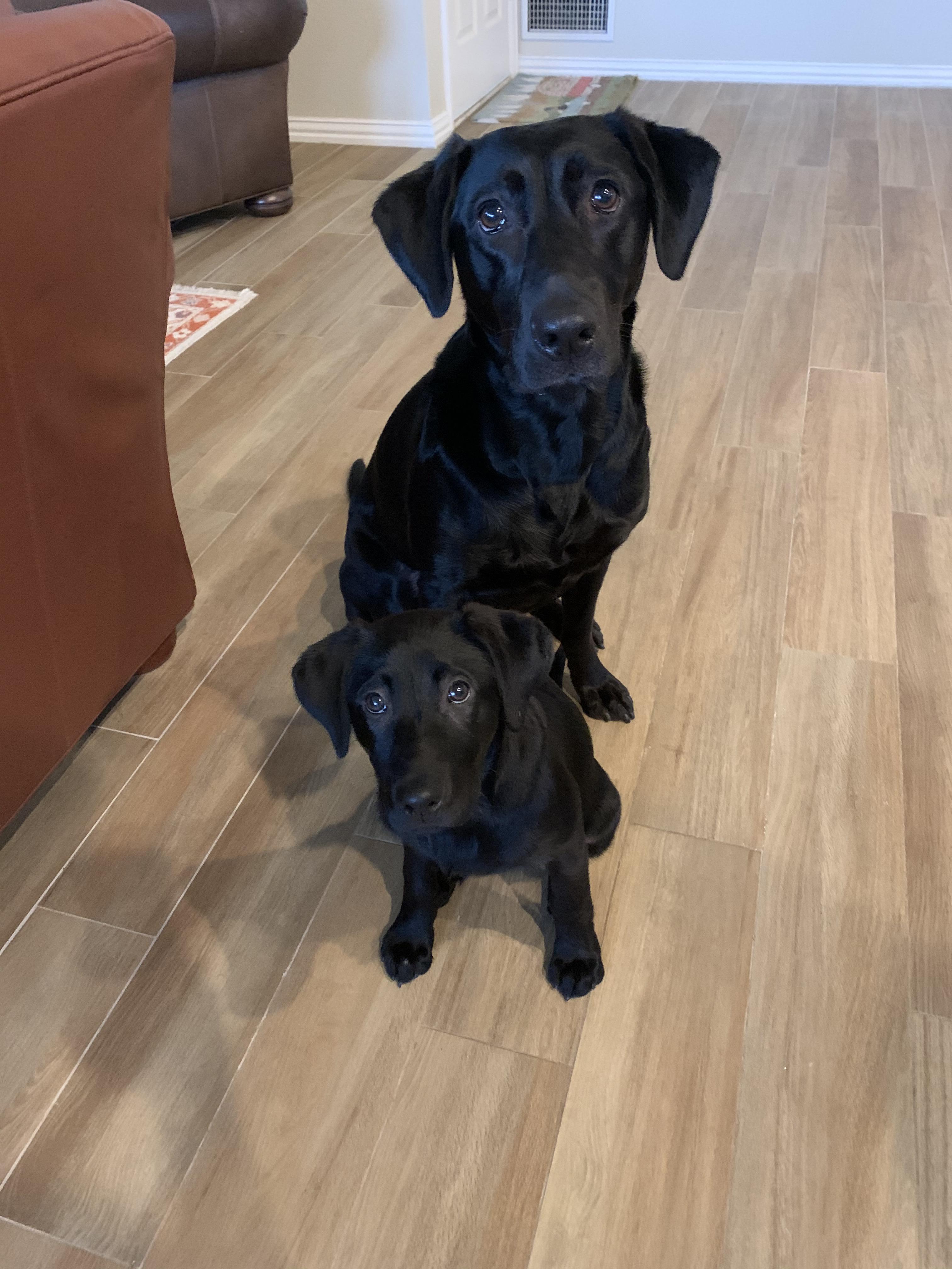 Dottie and Penny Showing Off Those Shiny Coats | Scrolller