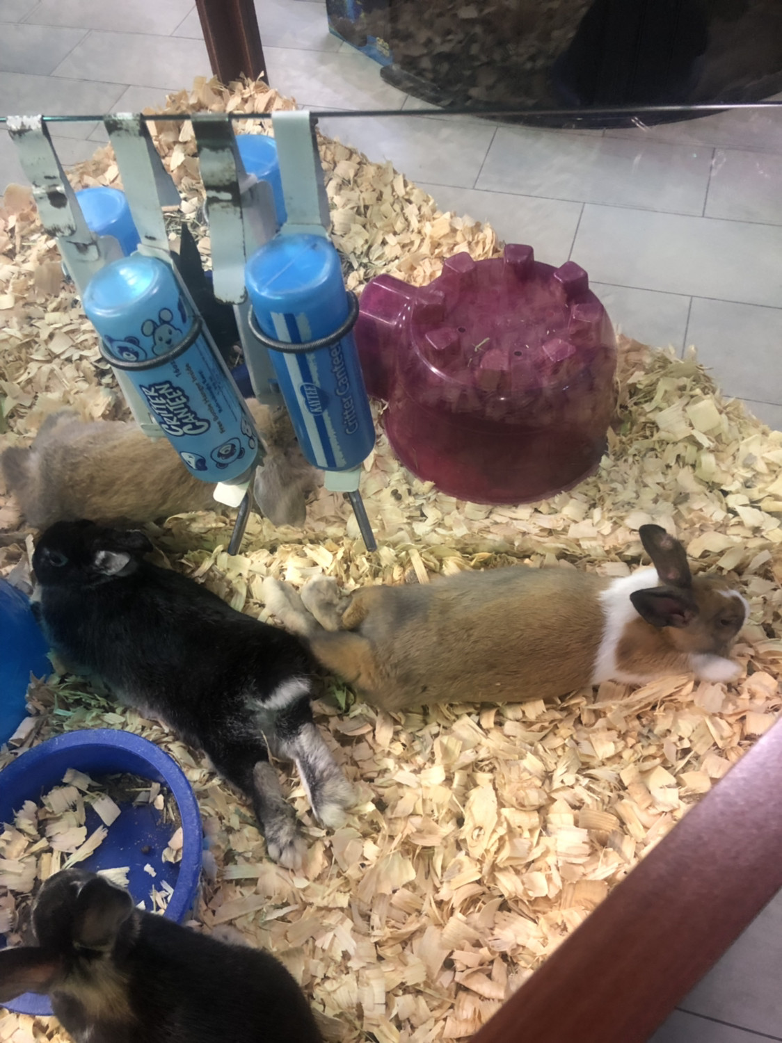 Double Bunny Sploot | Scrolller