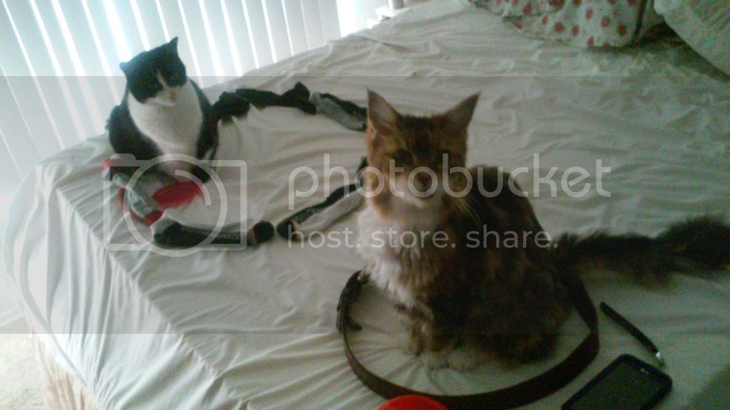 Discover more like CatCircles: Double cat circle and Related Content | Scrolller