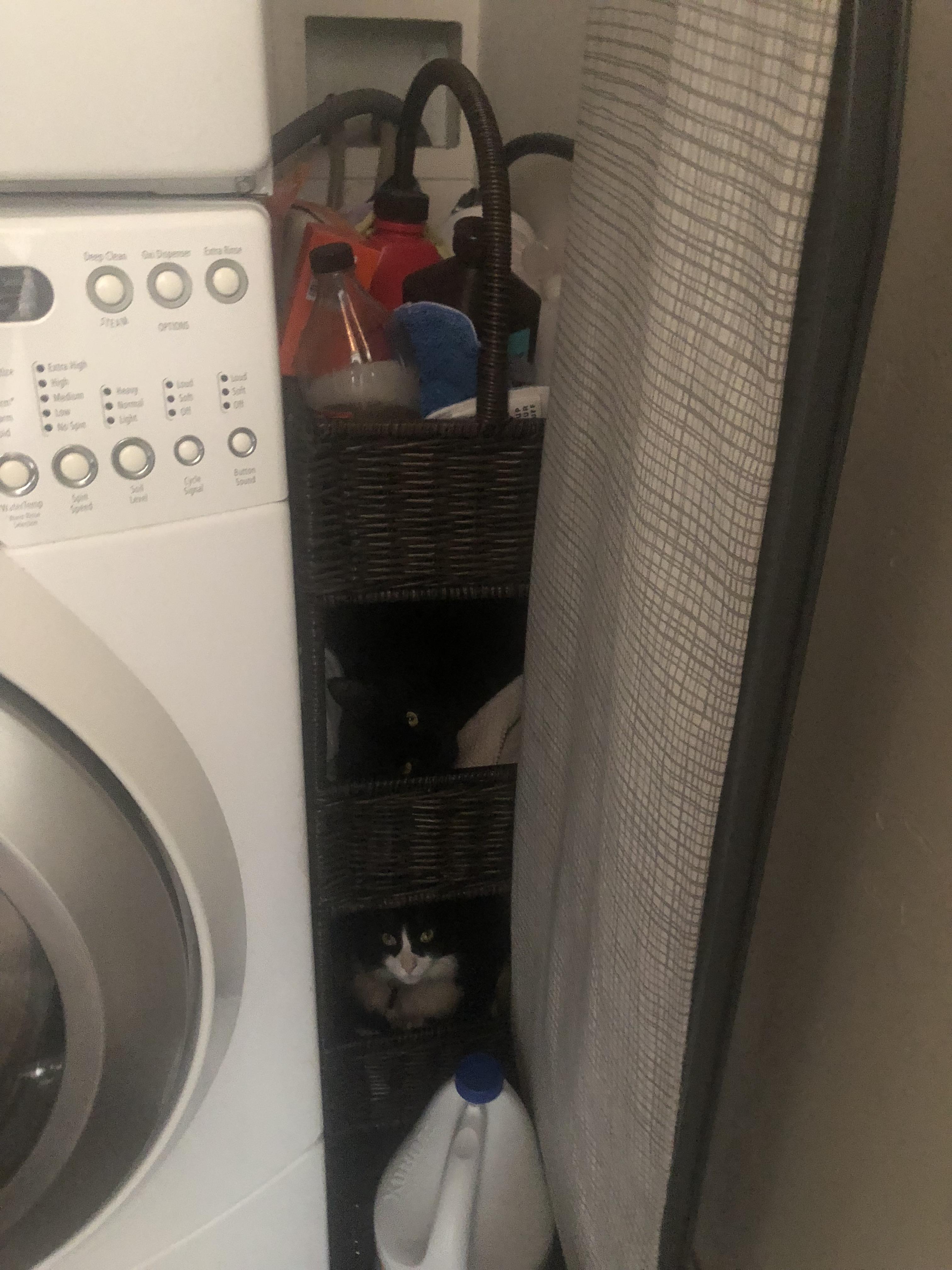 Double cat trap | Scrolller