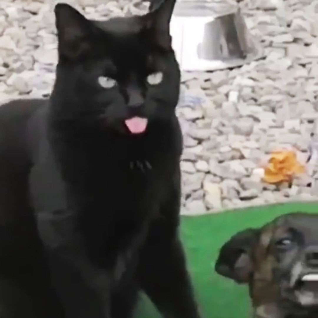 Double derp from the girls. | Scrolller