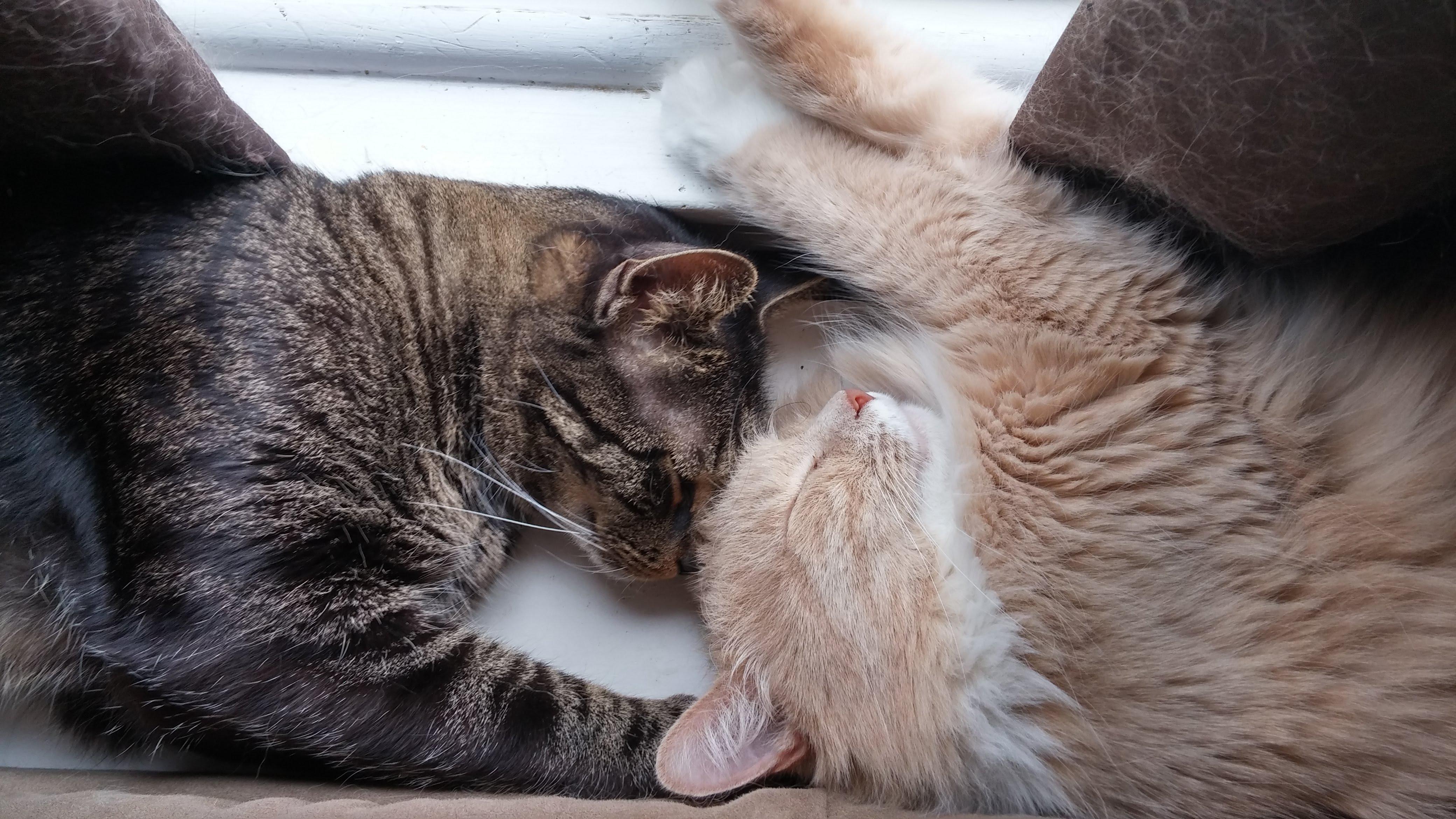 Double face plant as two brothers unite cat thoughts. | Scrolller