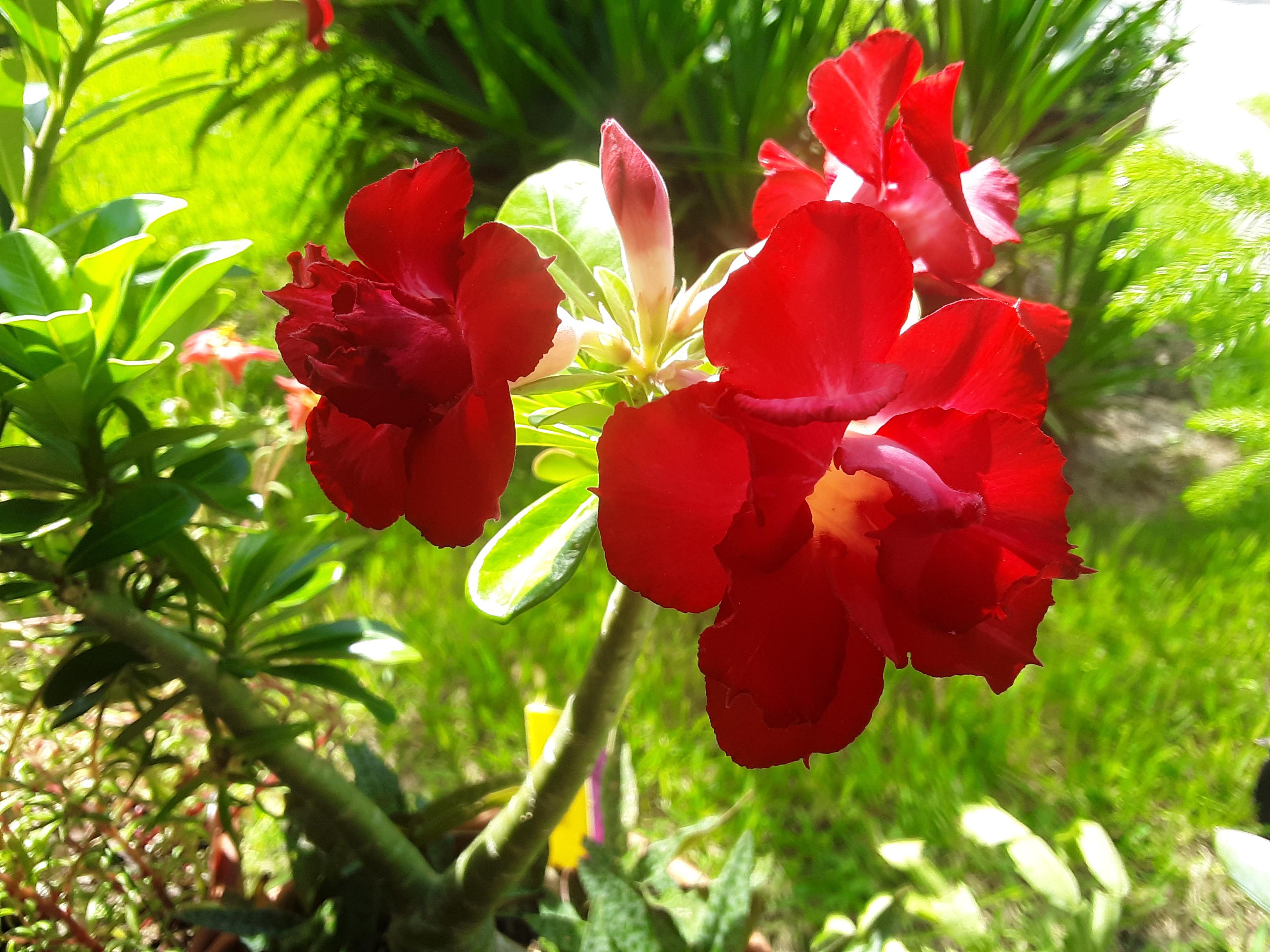 Double peteled red desert rose. | Scrolller