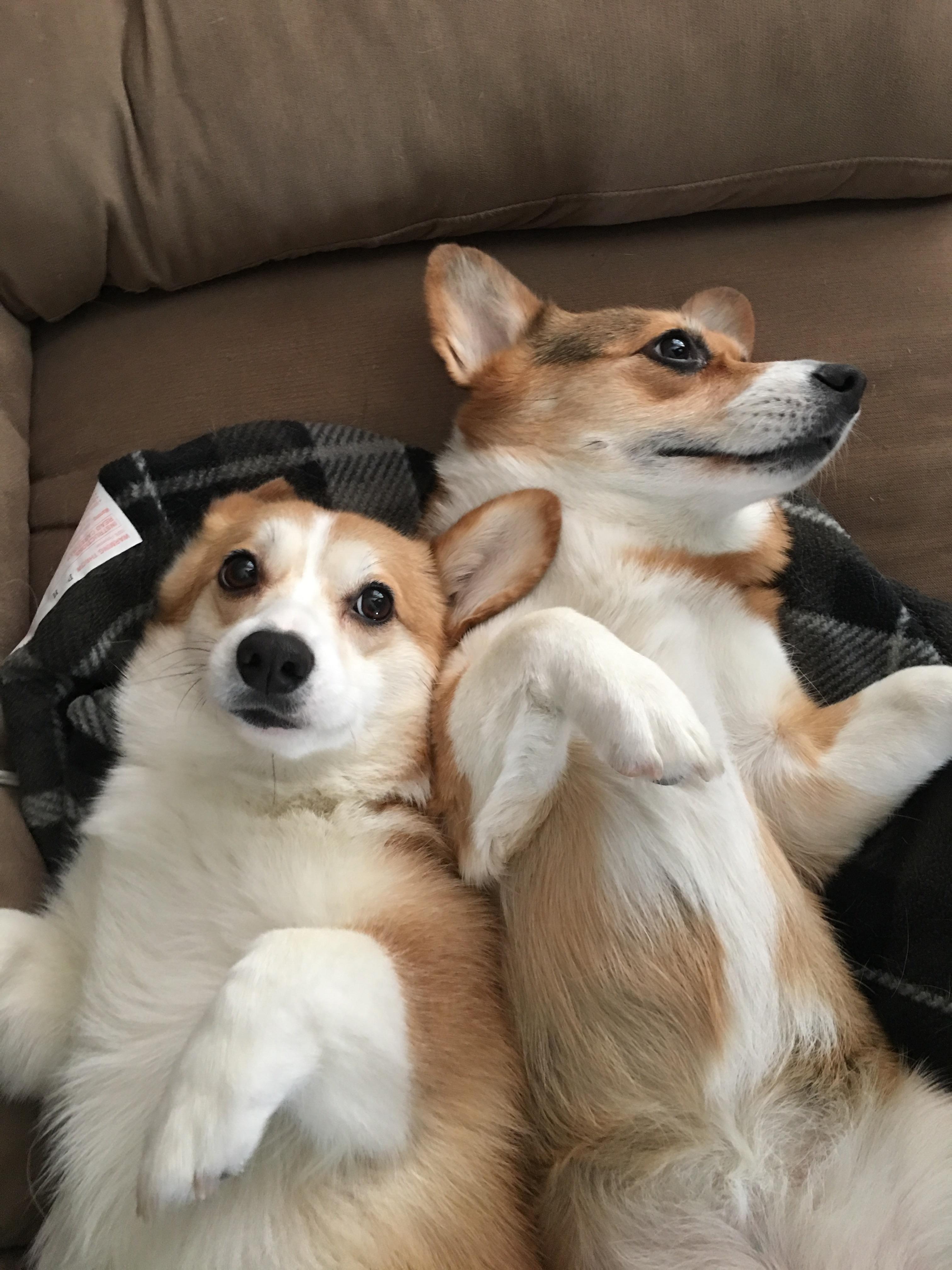 Double trouble | Scrolller