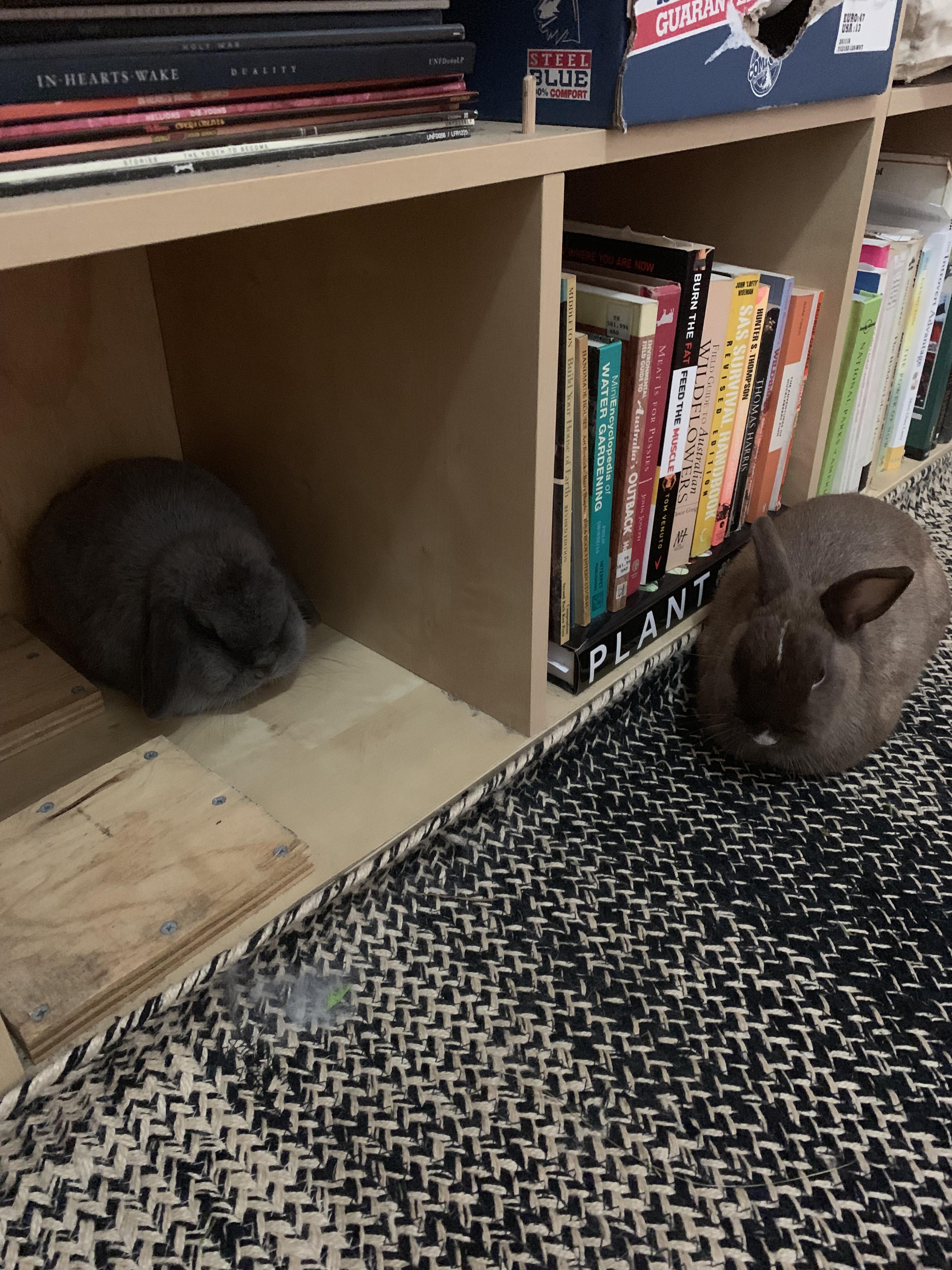 Doubleloaf | Scrolller