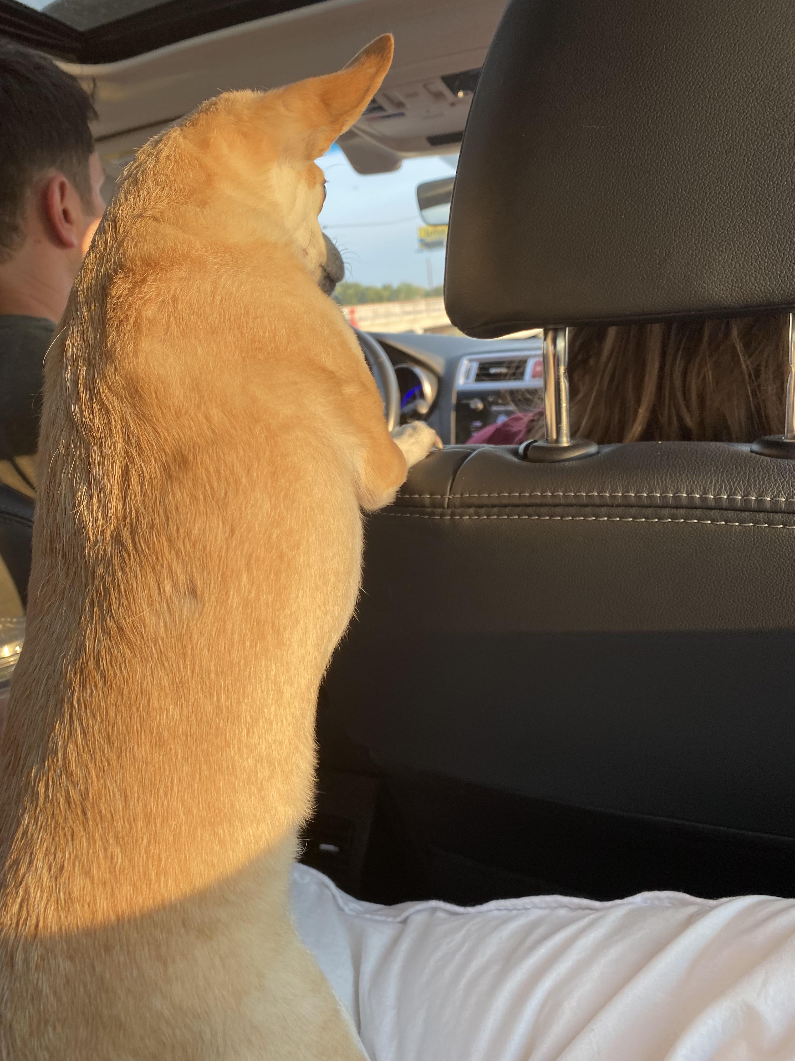 Dozer waiting for his food | Scrolller