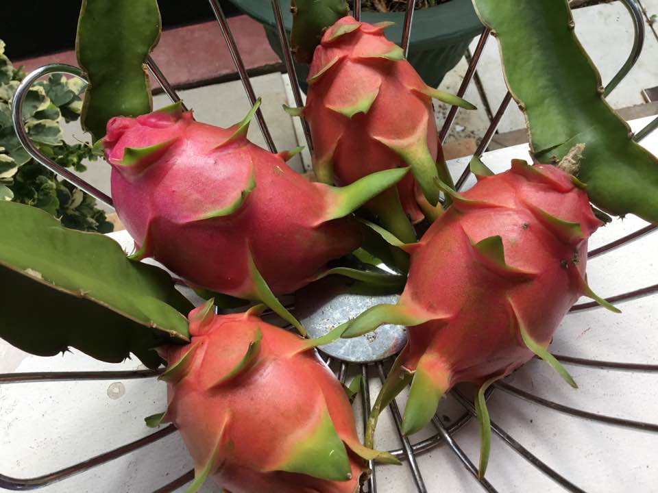 Dragon fruit | Scrolller