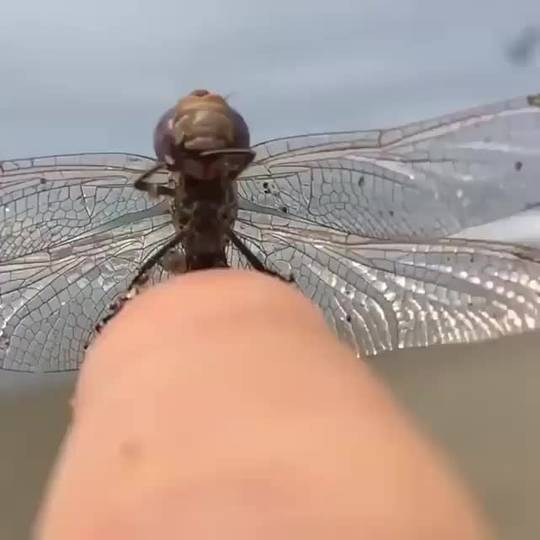 Dragonfly up close | Scrolller