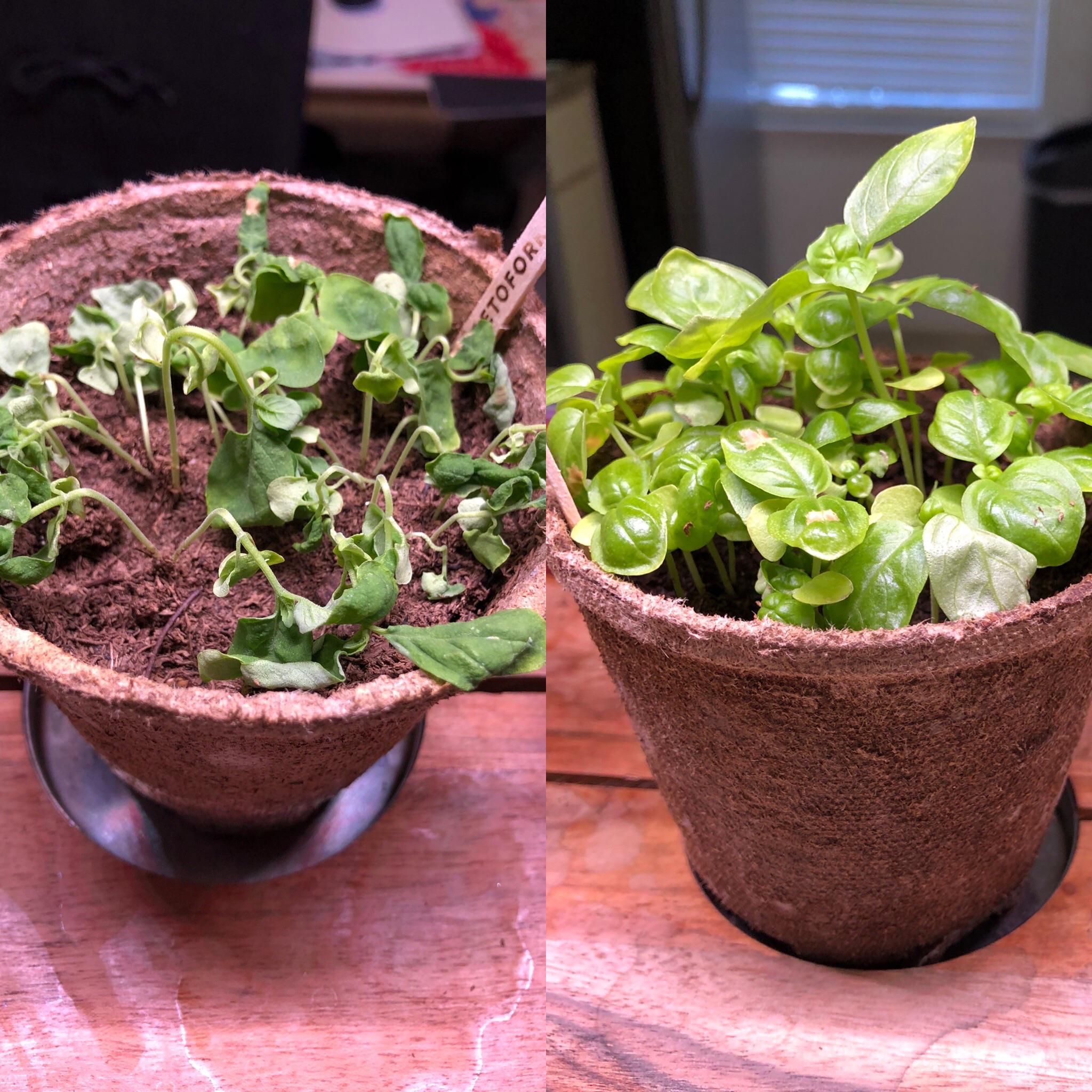 Dramatic basil! | Scrolller