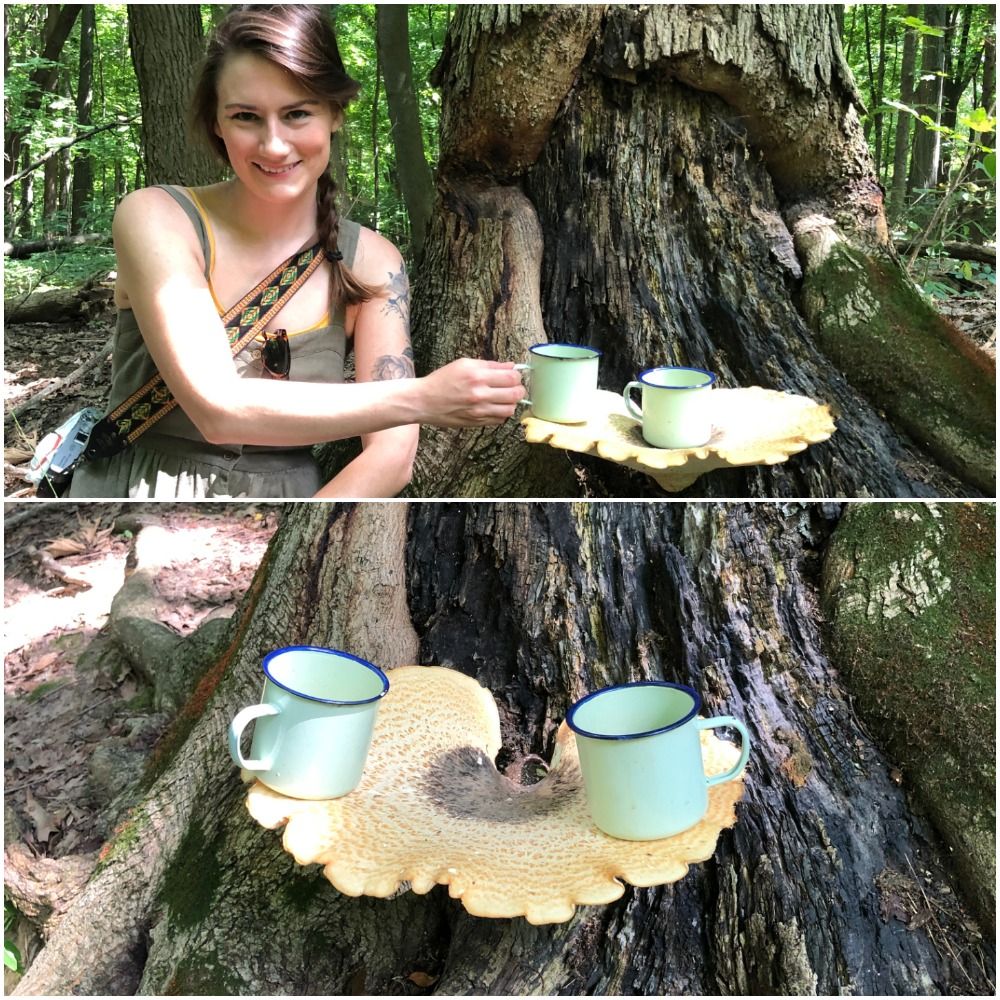 Dryad's saddle or coffee table hard to say | Scrolller