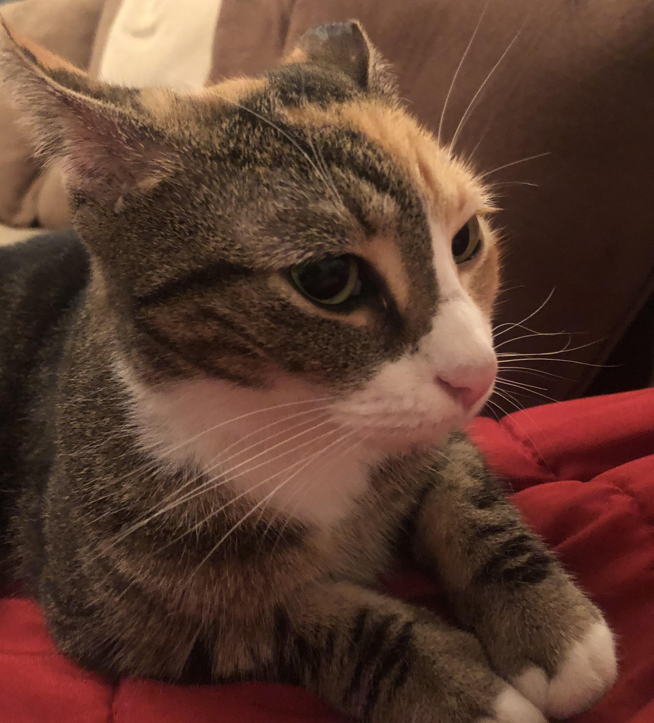 Duchess is ready for flight!! | Scrolller