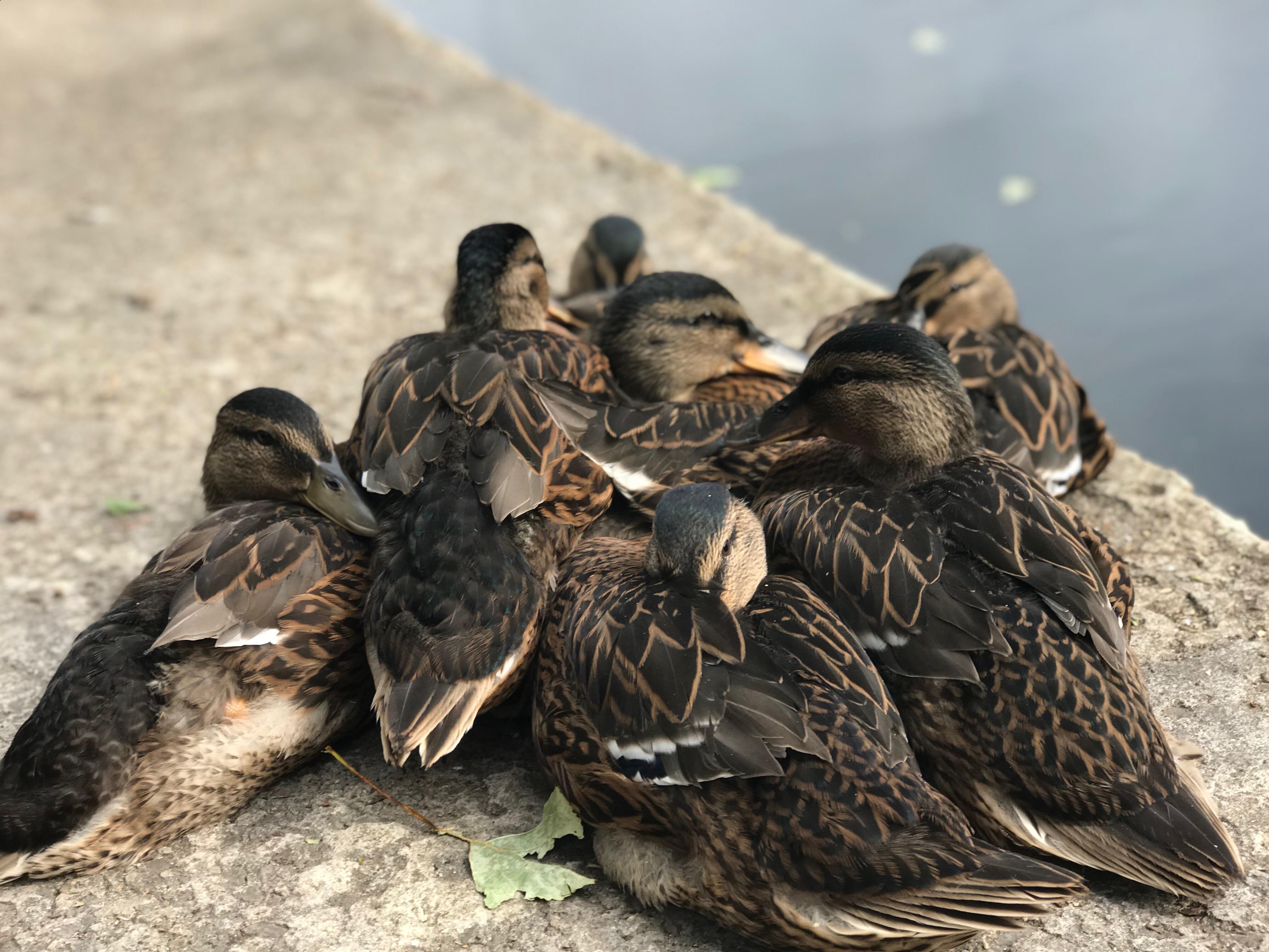 Ducks cuddling | Scrolller