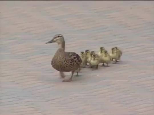 Ducks encounter heavy winds... | Scrolller