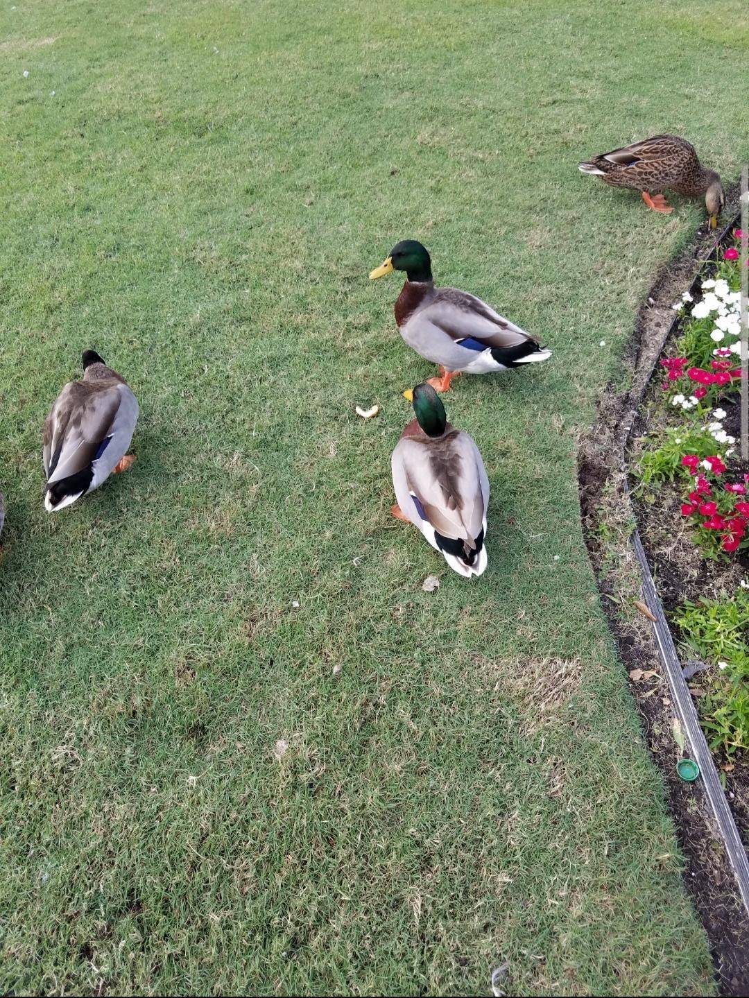 Ducks from Orlando, Fl. of Disneyworld. | Scrolller