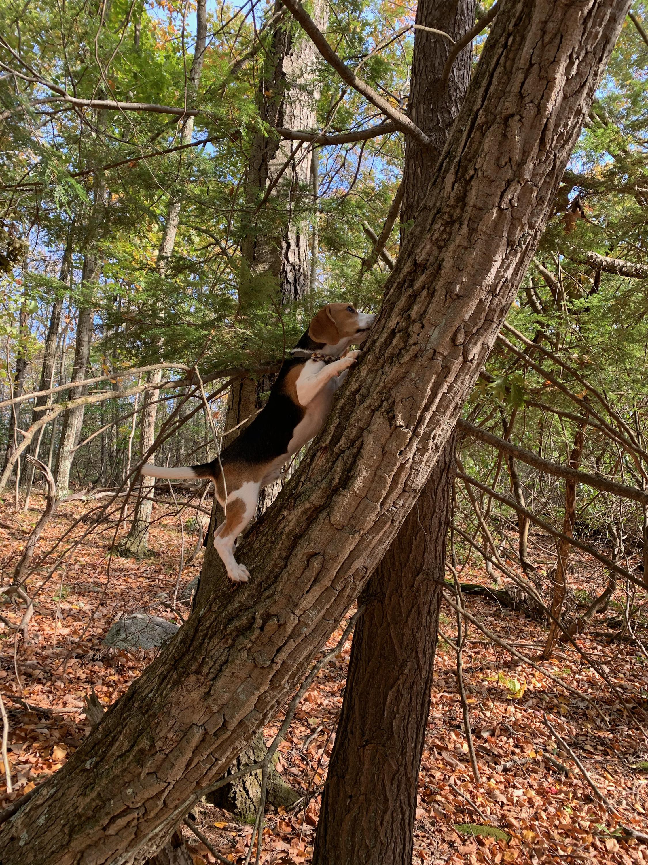 Duke climbing trees | Scrolller