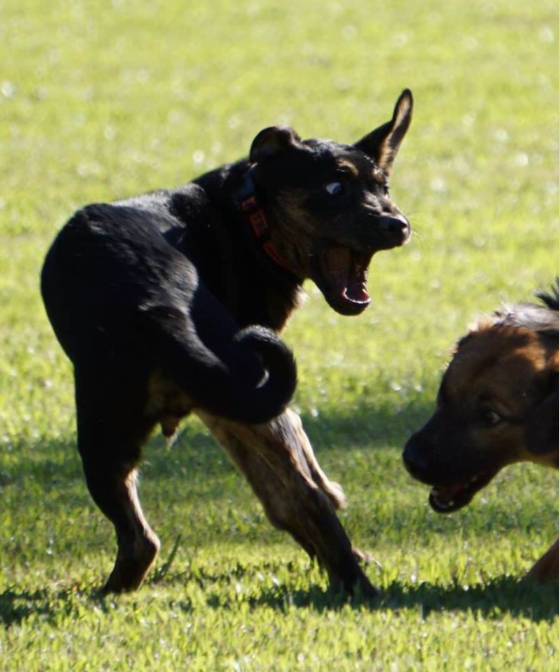 Duke in Defense Mode | Scrolller