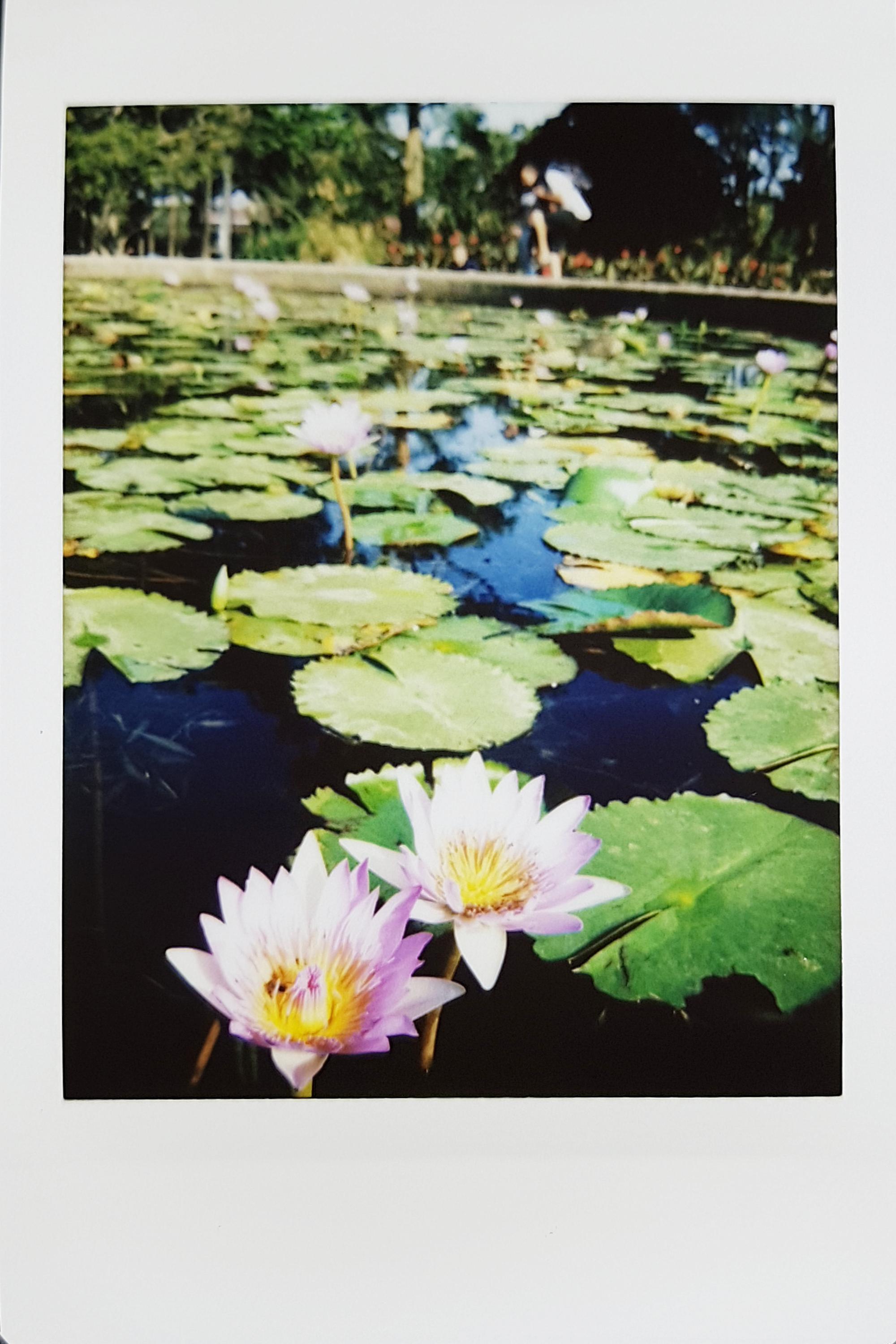 Durban Botanic Gardens (Instax Mini 90) | Scrolller