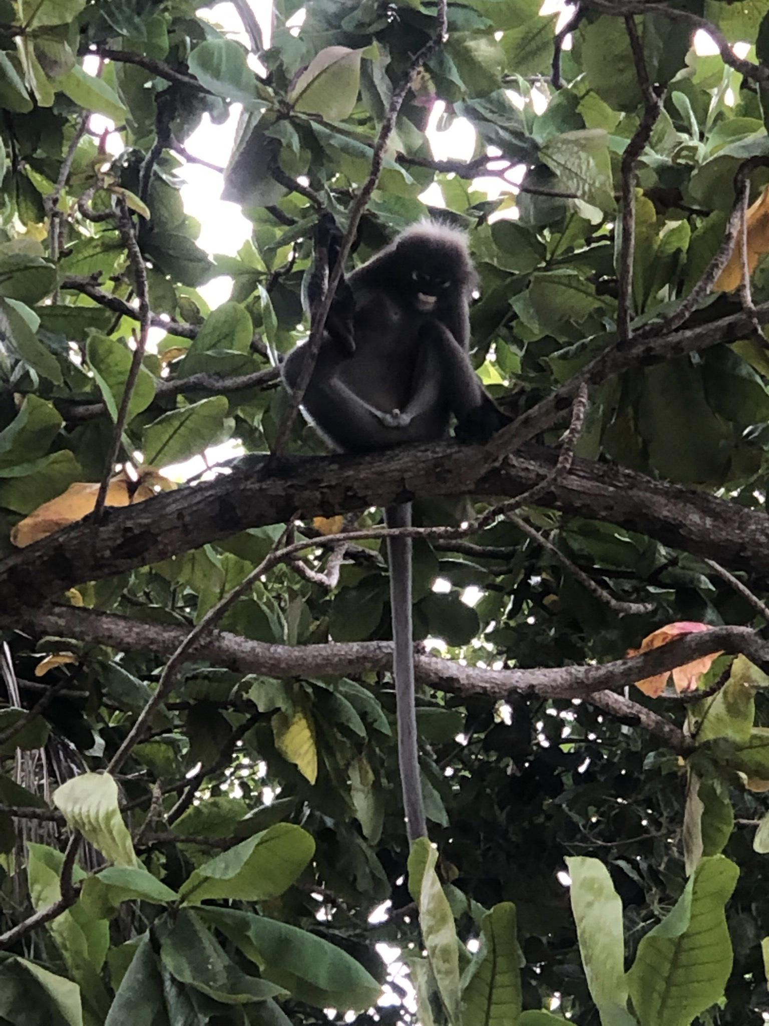 Dusky Leaf Monkey | Scrolller